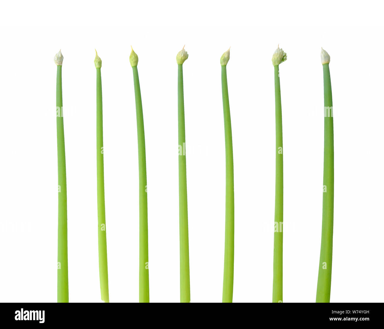 Allium Spring Onion Flowers isolated on white background Stock Photo ...