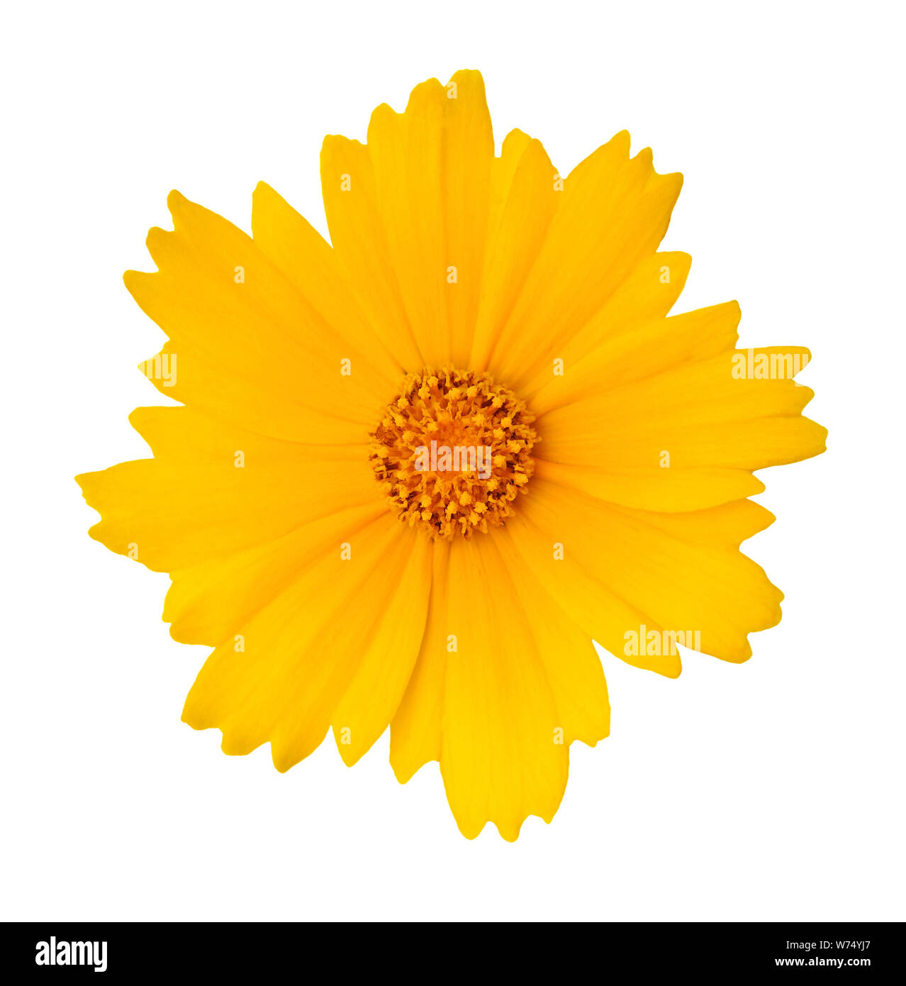 Cosmos flower vector hi-res stock photography and images - Alamy