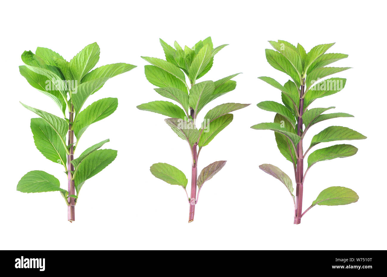 spicy mint isolated on white Stock Photo - Alamy