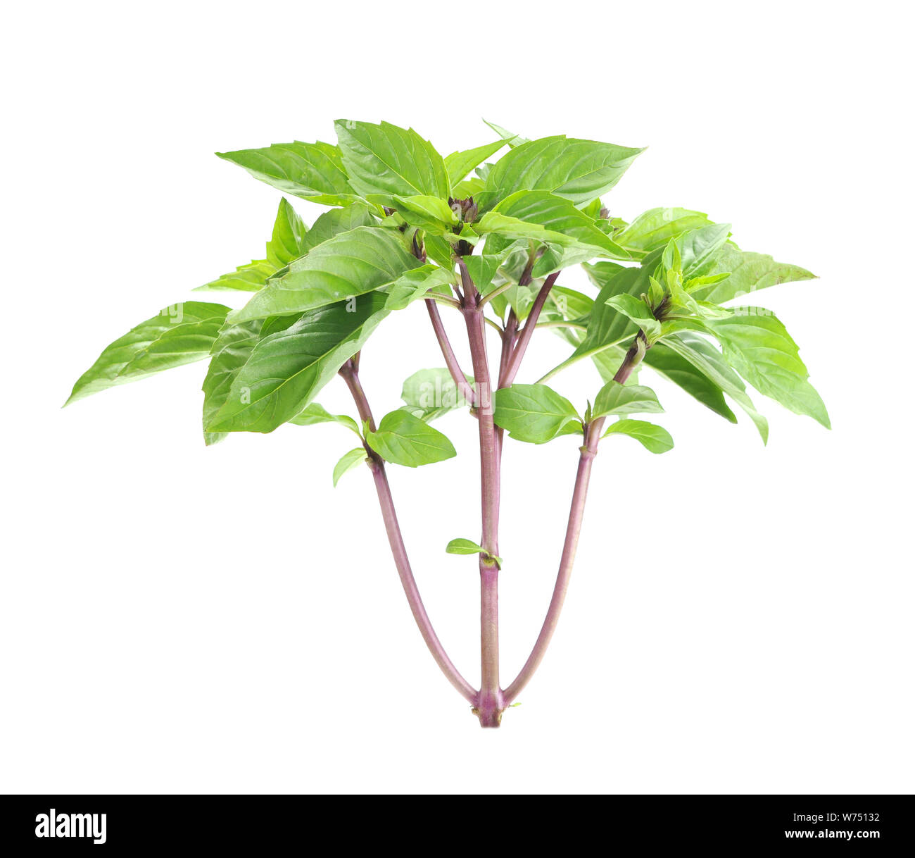 a branch of basil isolated on white background Stock Photo - Alamy