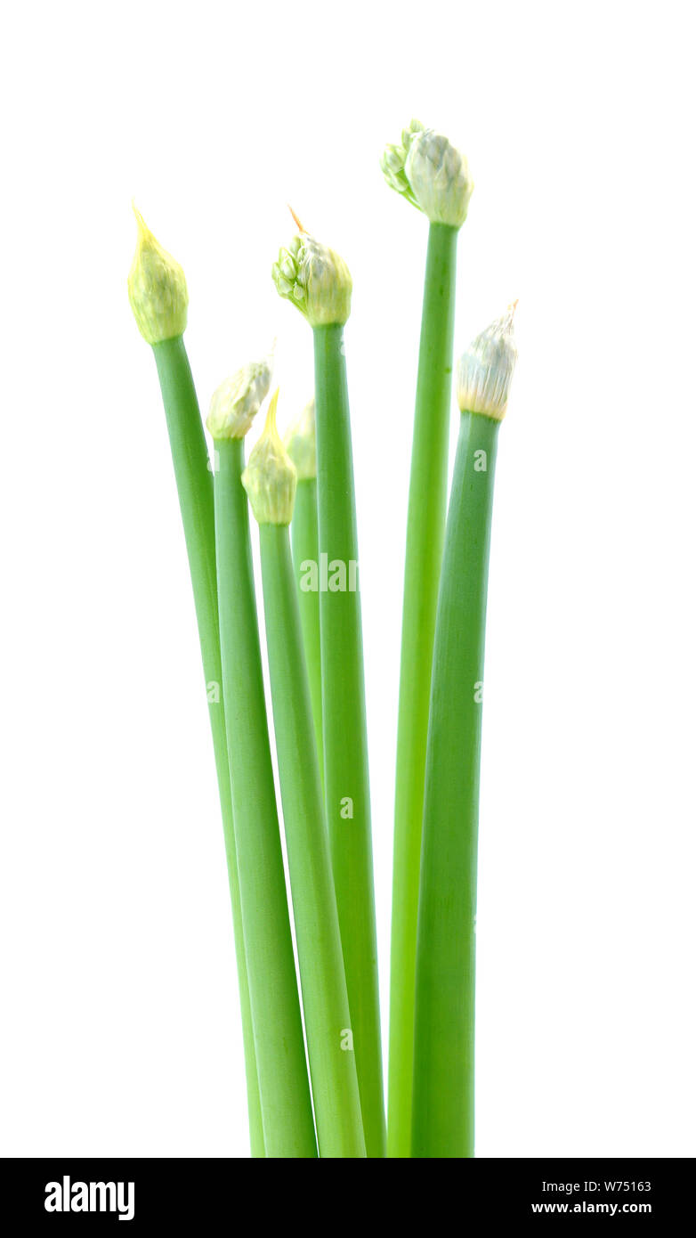 Allium Spring Onion Flowers isolated on white background Stock Photo ...