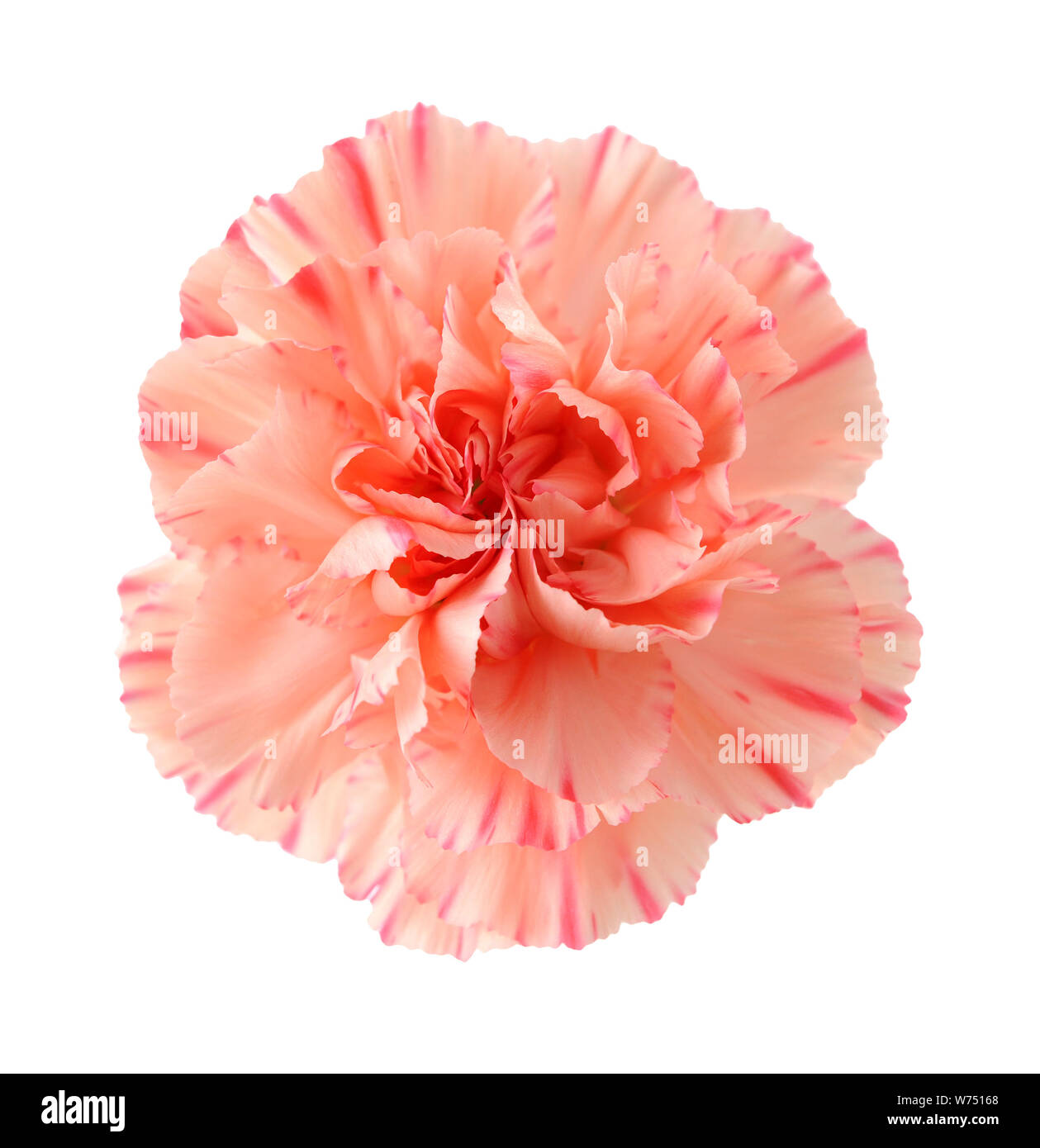 cream carnation isolated on white background Stock Photo - Alamy