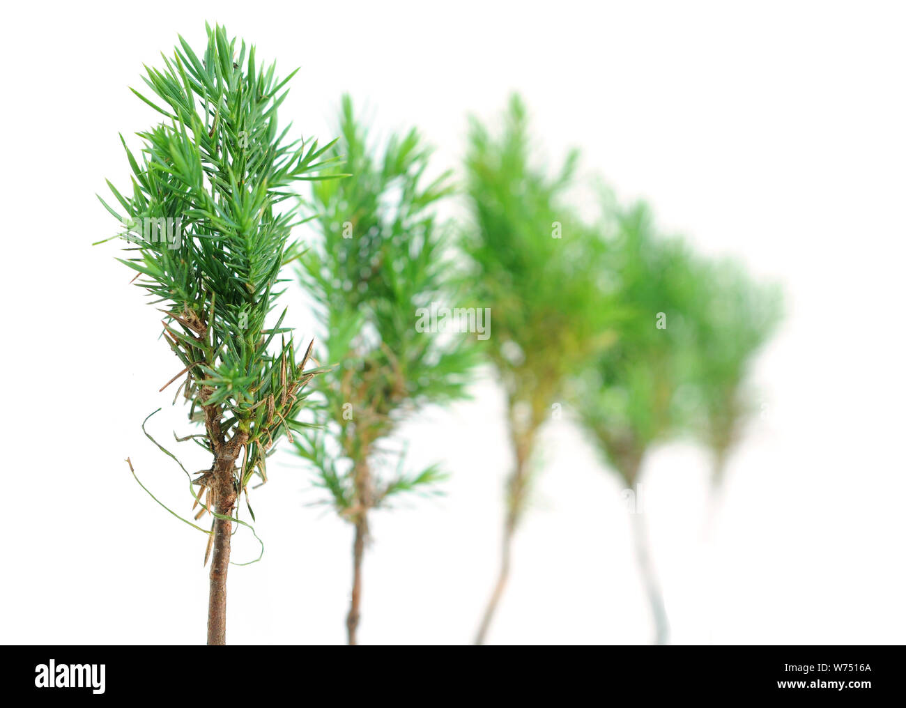many young pine trees isolated on white background Stock Photo - Alamy