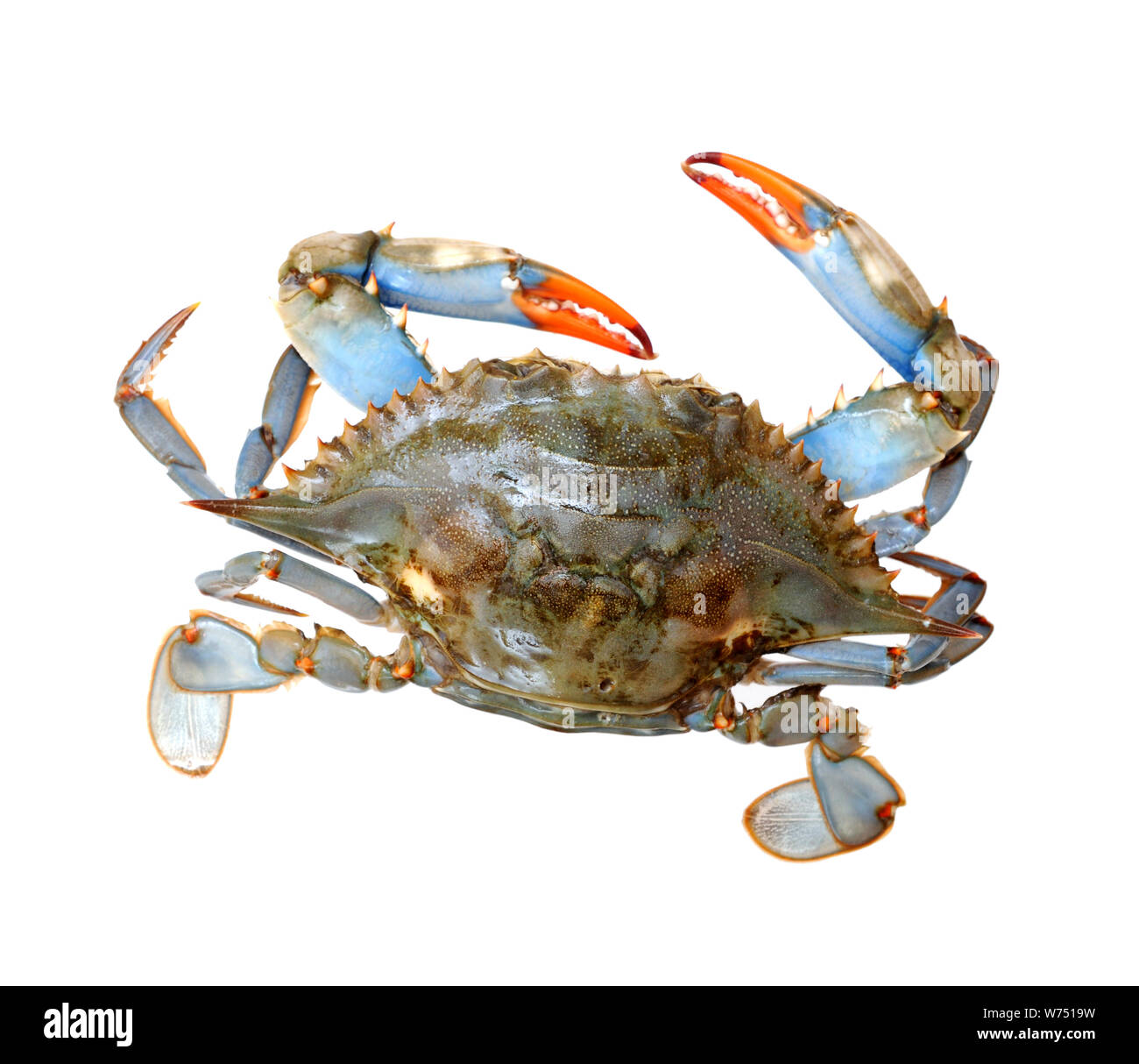 single live crab isolated on white background Stock Photo - Alamy