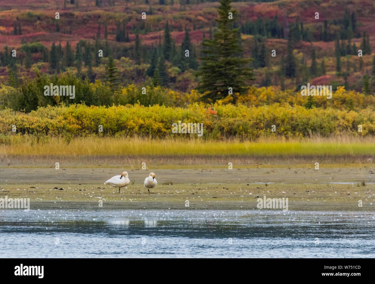 Tundra swan alaska range hi-res stock photography and images - Alamy
