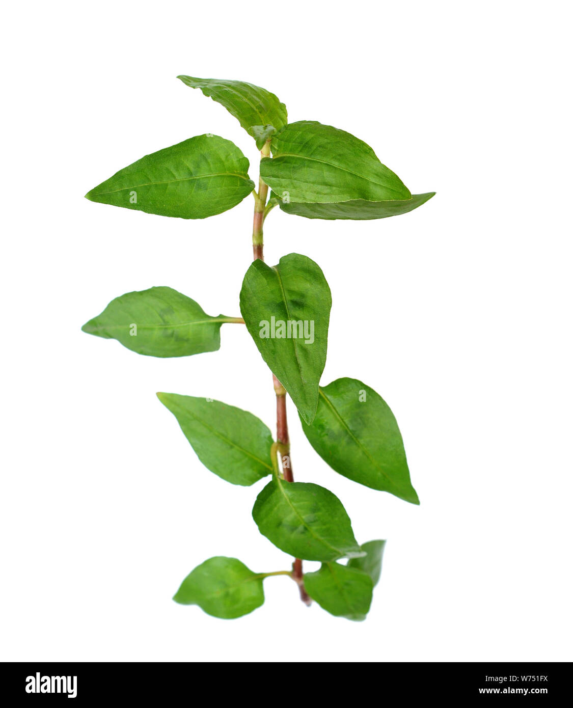 Vietnamese mint isolated on white Stock Photo - Alamy