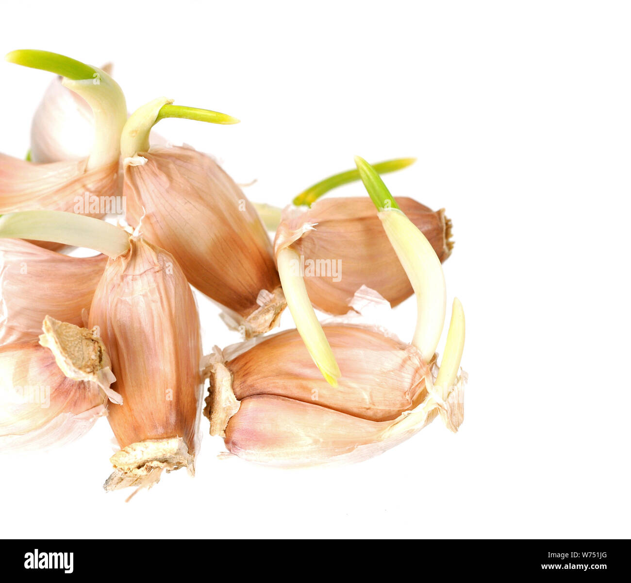 growing garlic on white background Stock Photo - Alamy