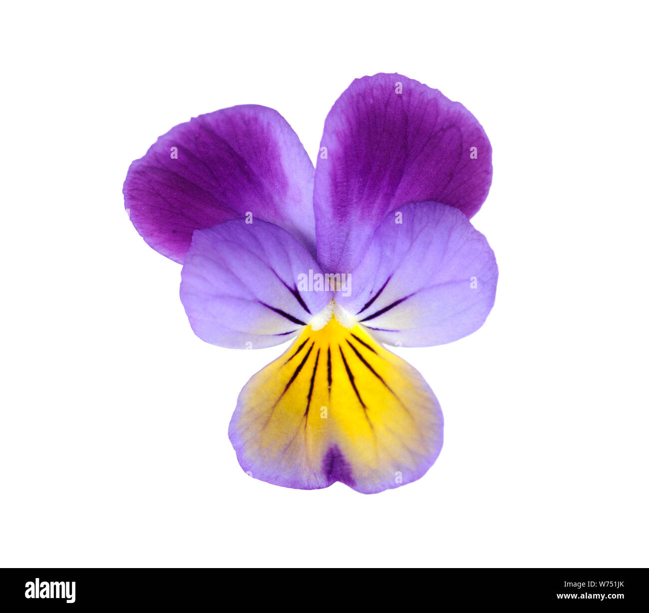 Pensee flower hi-res stock photography and images - Alamy