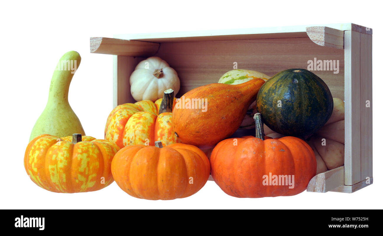 mini pumpkin falling out crate isolated on white background Stock Photo ...