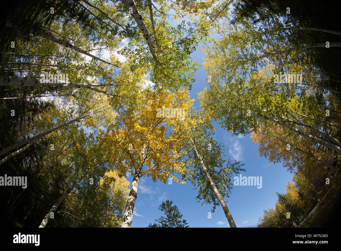 Alaska summer birch forest hi-res stock photography and images - Alamy