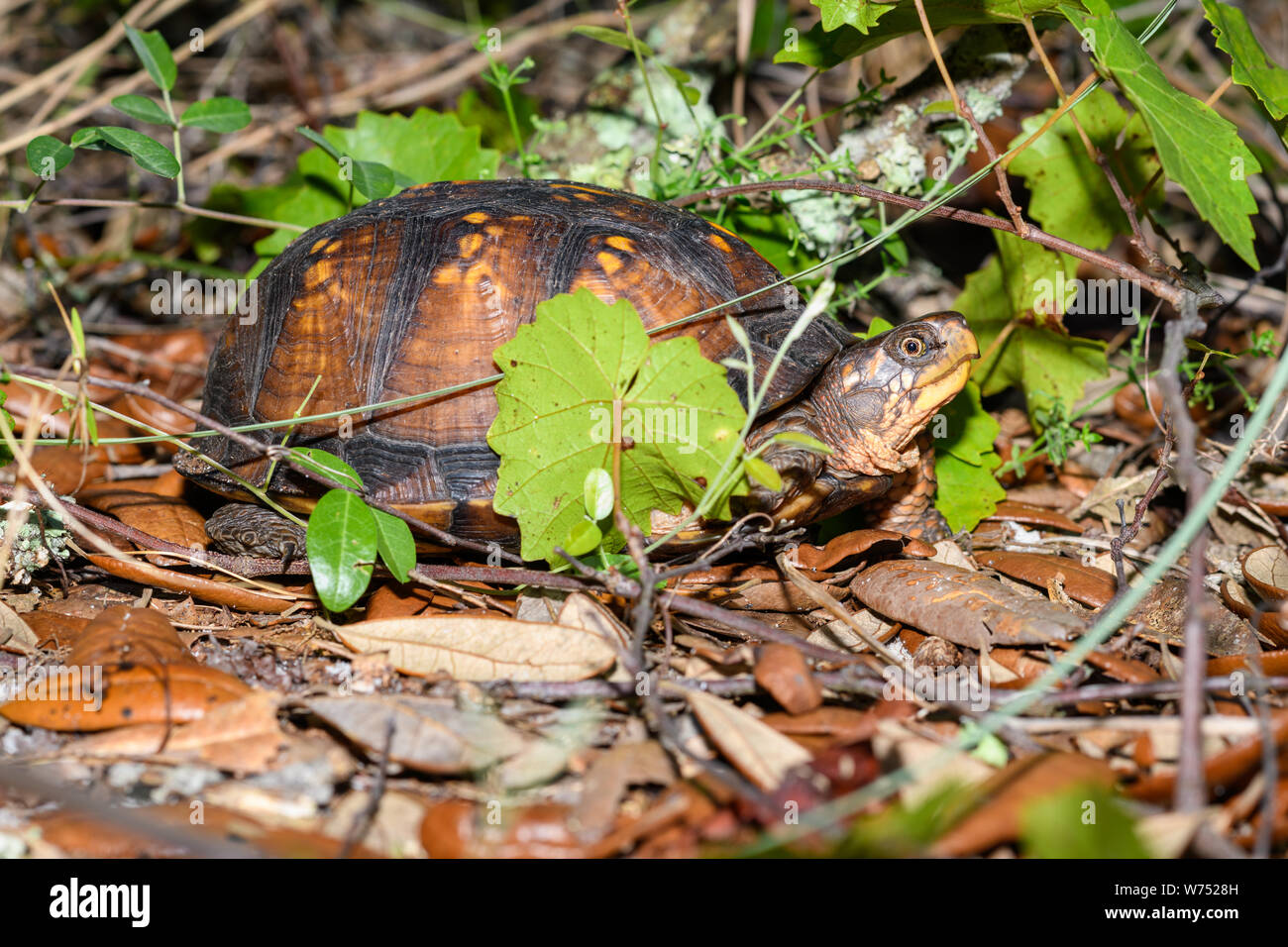 Gulf coast box turtle terrapene carolina major hi-res stock photography ...