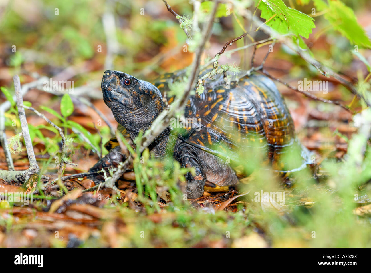 Gulf Coast box turtle - Terrapene carolina major - foraging in the ...
