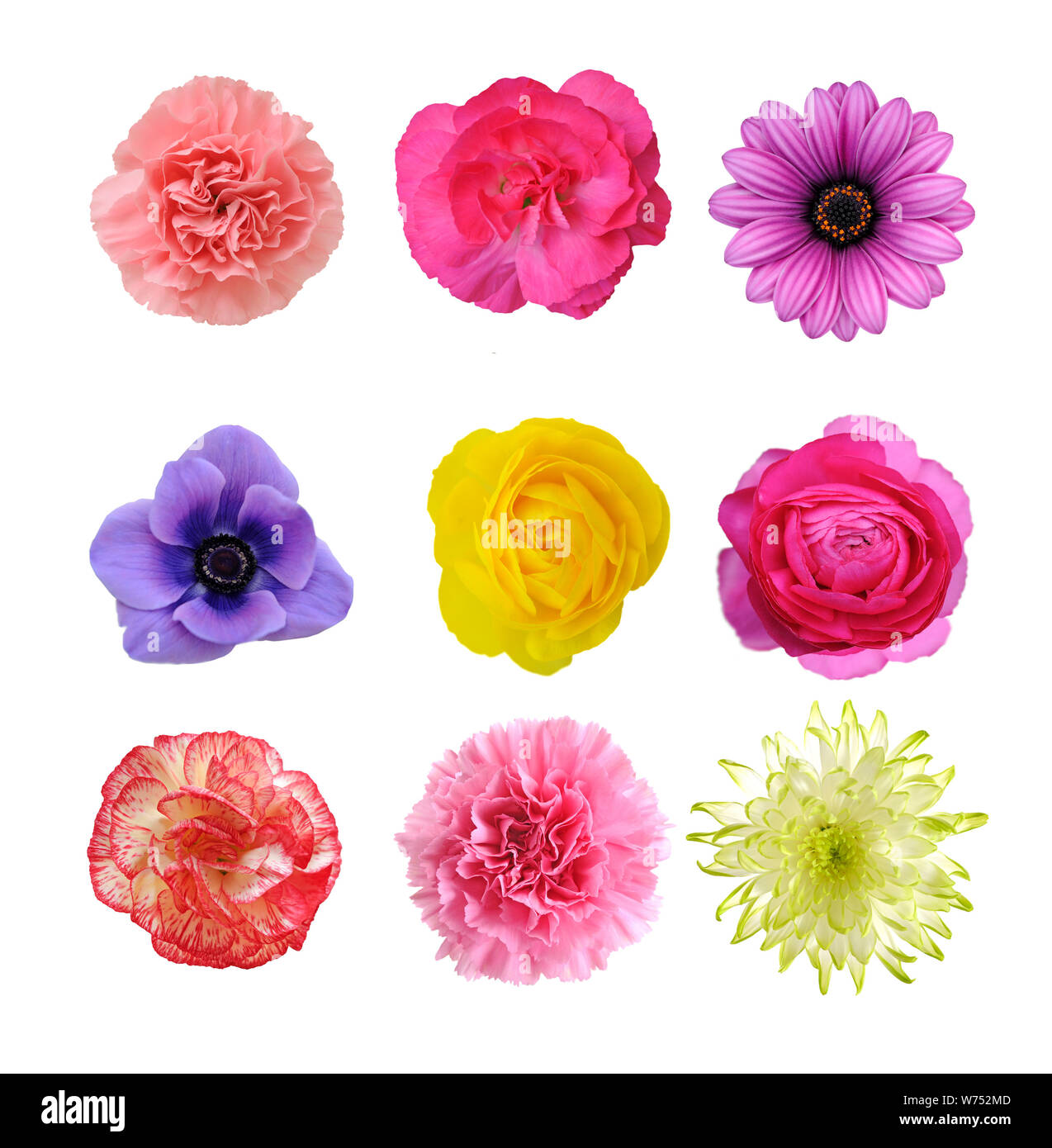 mix flower isolate on white background Stock Photo - Alamy
