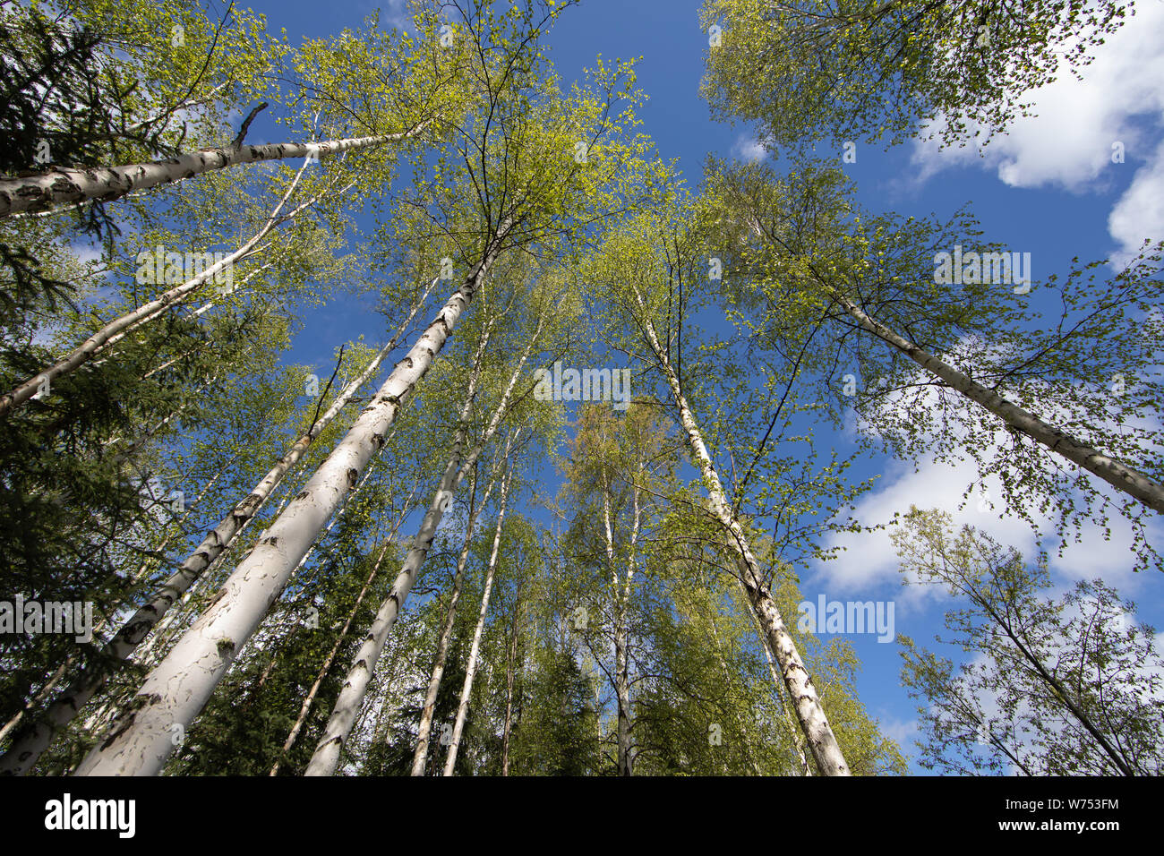 Alaska summer birch forest hi-res stock photography and images - Alamy
