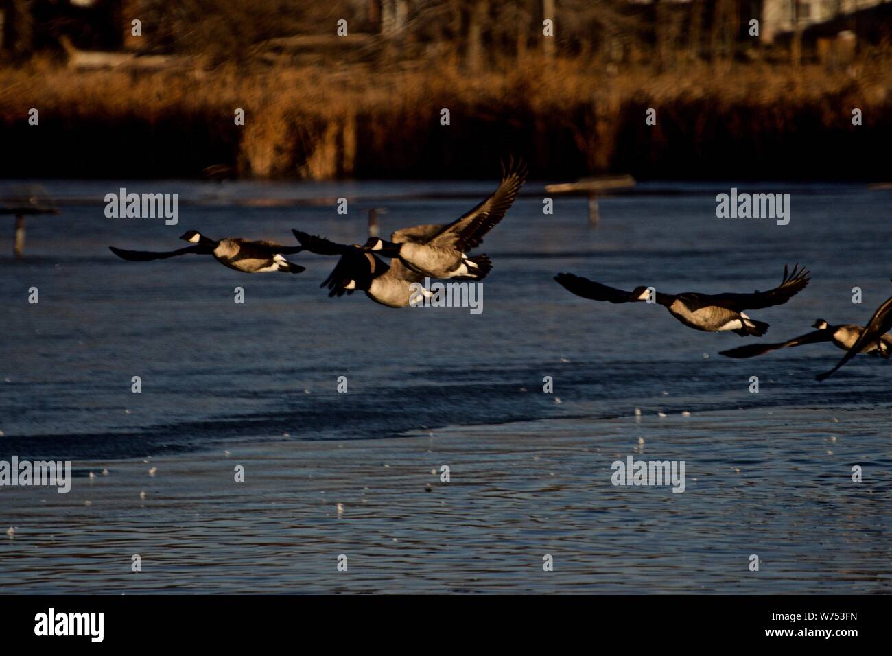 Migrating and wintering waterfowl hi-res stock photography and images ...