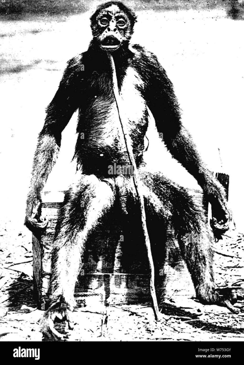 De Loys' Ape Stock Photo - Alamy