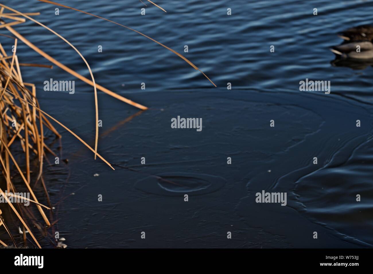 Dead cattails and ice hi-res stock photography and images - Alamy