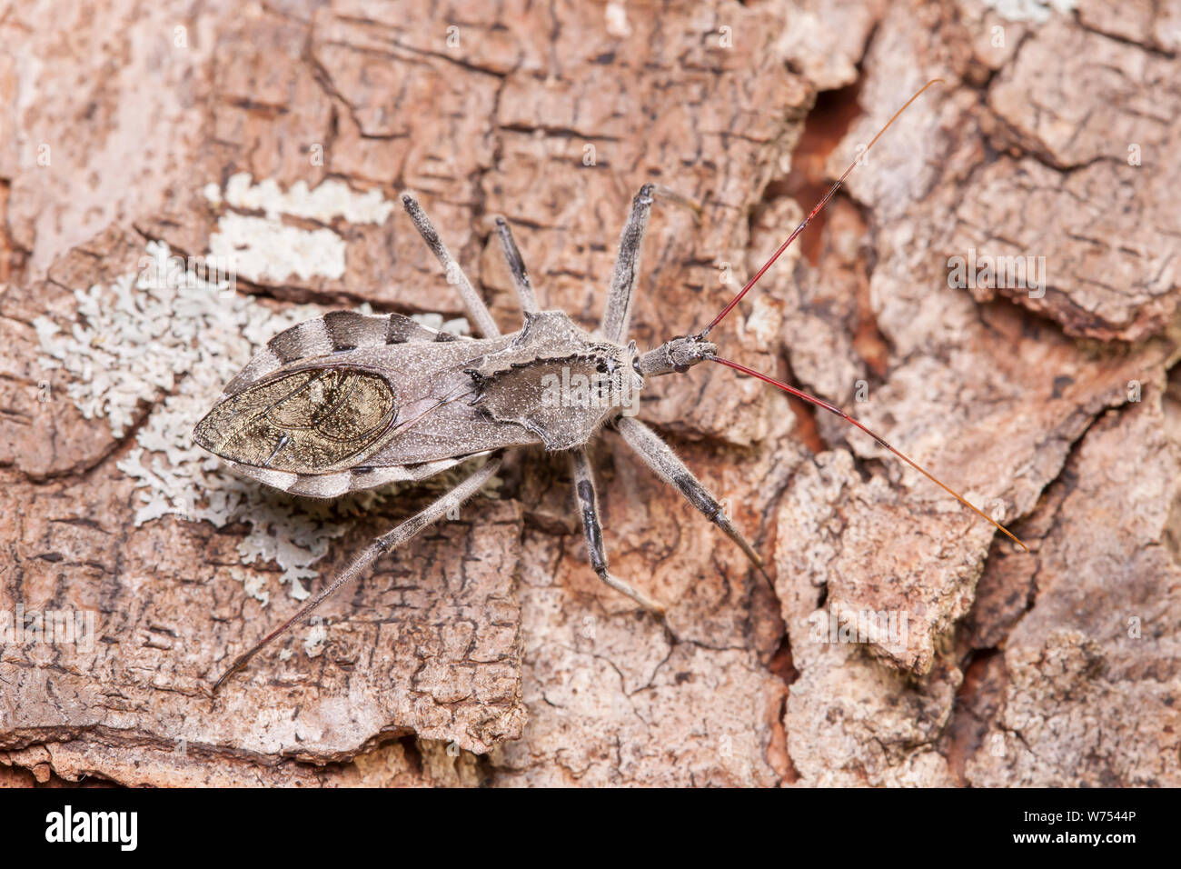 Walnut insects hi-res stock photography and images - Alamy