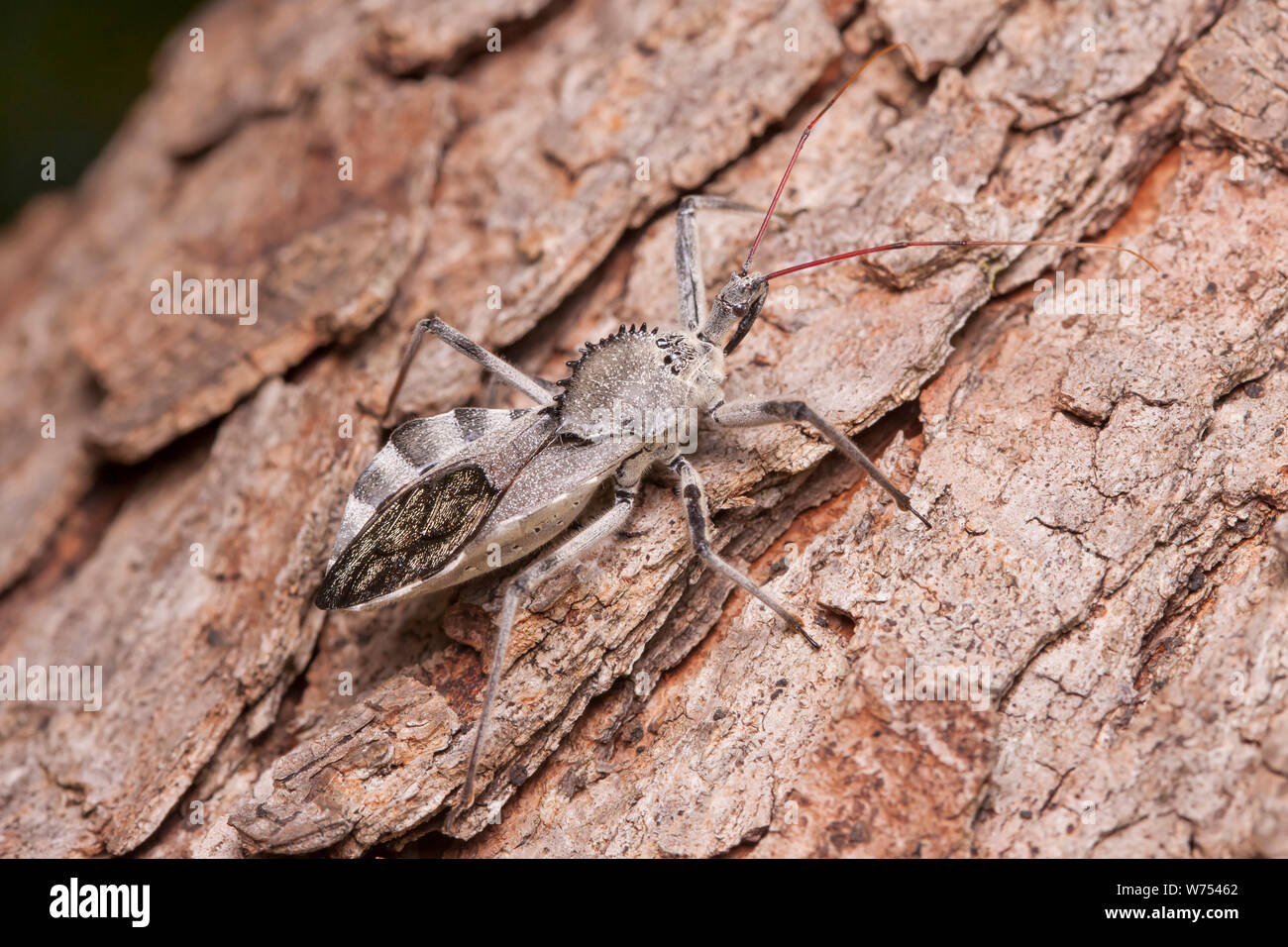 Walnut insects hi-res stock photography and images - Alamy