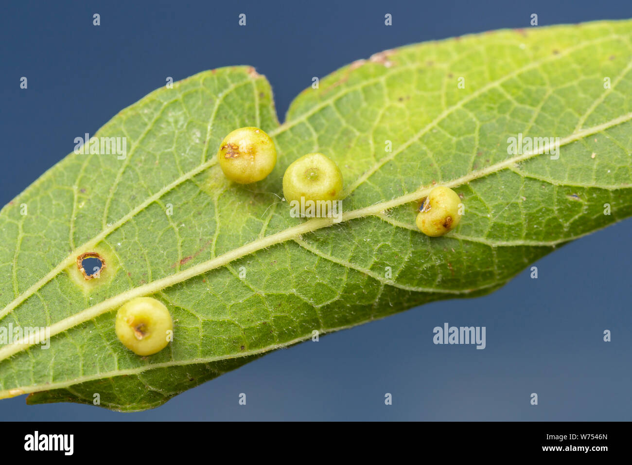 Hackberry Nipplegall Maker (Pachypsylla celtidismamma) galls on the ...