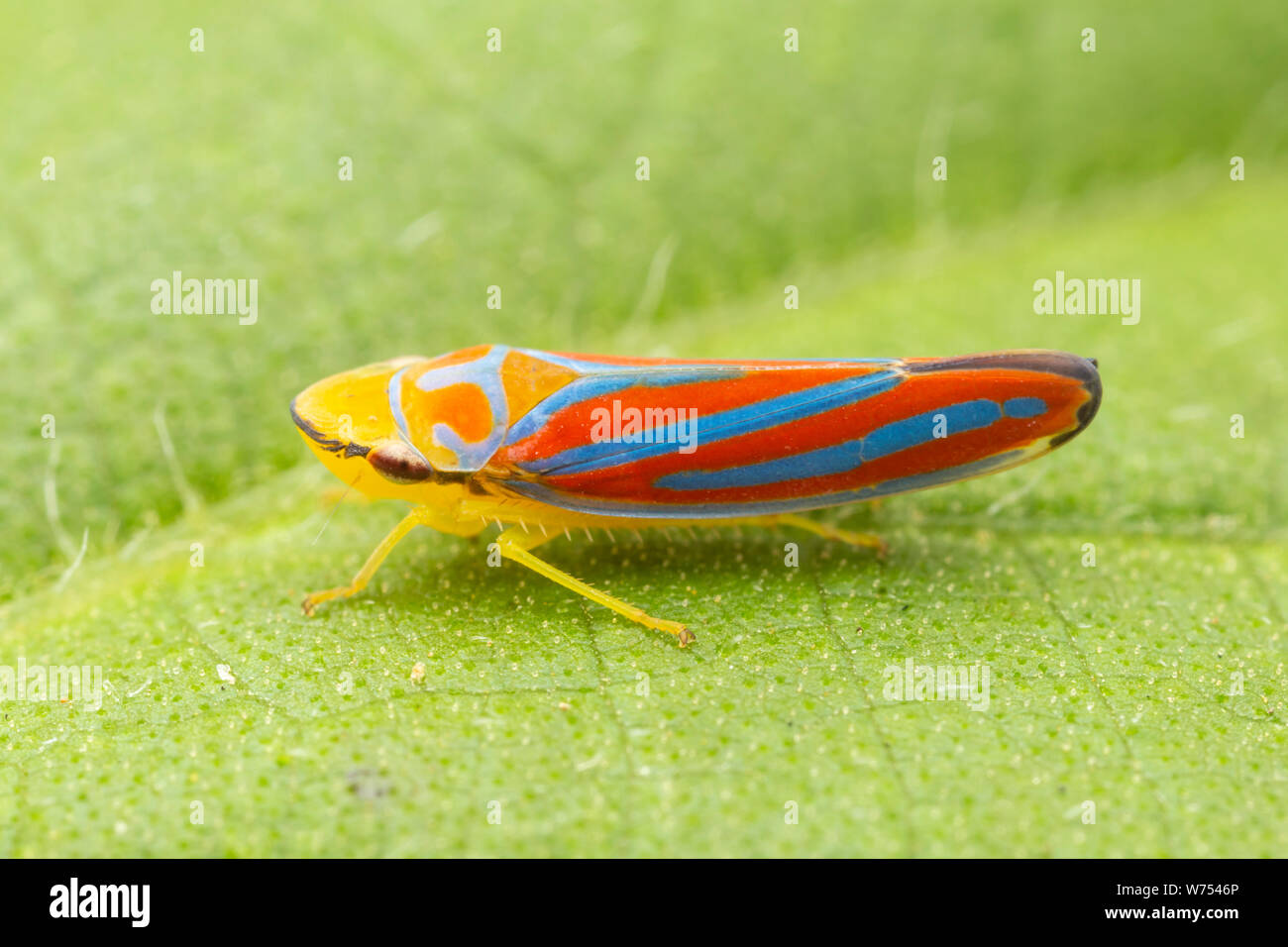 A Red-banded Leafhopper (Graphocephala coccinea) perches on a leaf ...