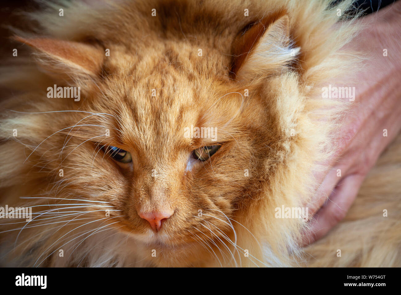 Closeup portrait of squinting beautiful ginger cat Stock Photo - Alamy