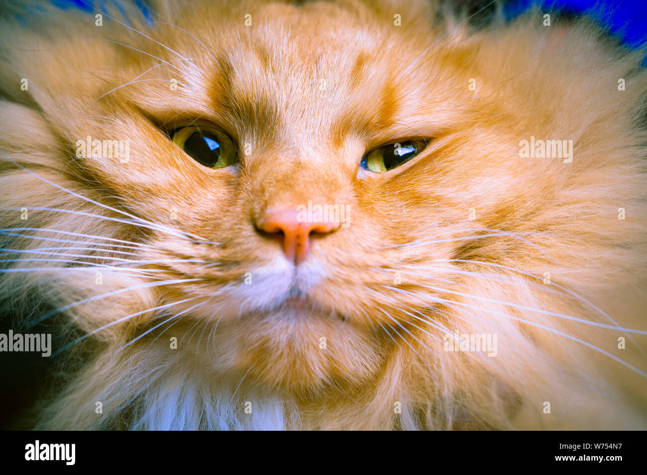 Ginger cat closeup portrait looking straight into the camera Stock ...