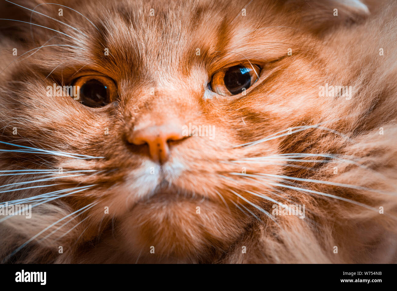 Ginger cat face hi-res stock photography and images - Alamy