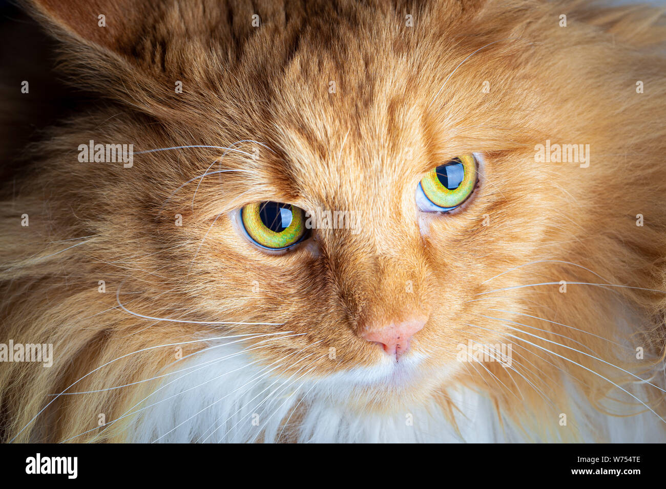 Ginger cat looking seriously up into the camera Stock Photo - Alamy