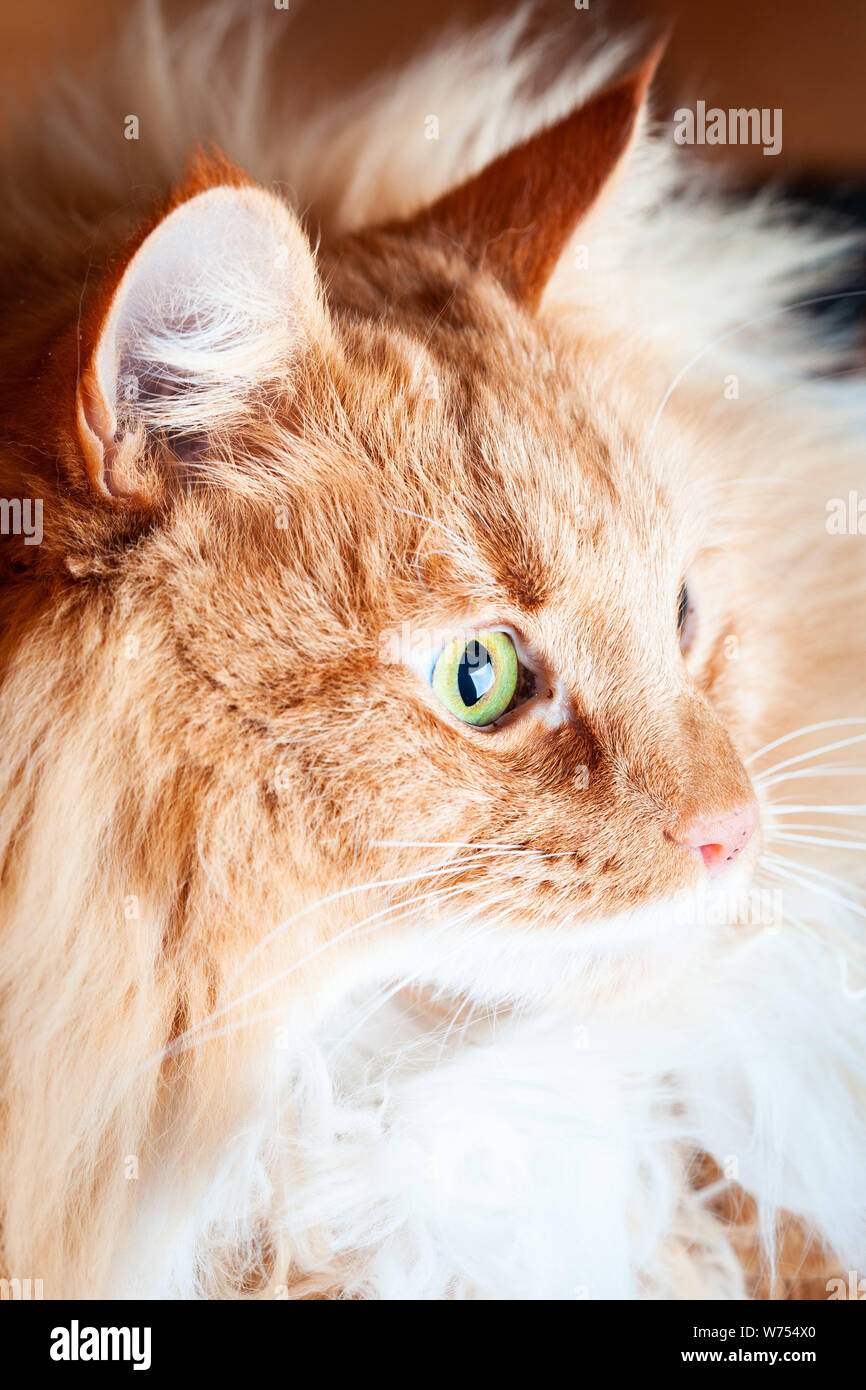 Ginger cat looking into the light - side view Stock Photo - Alamy