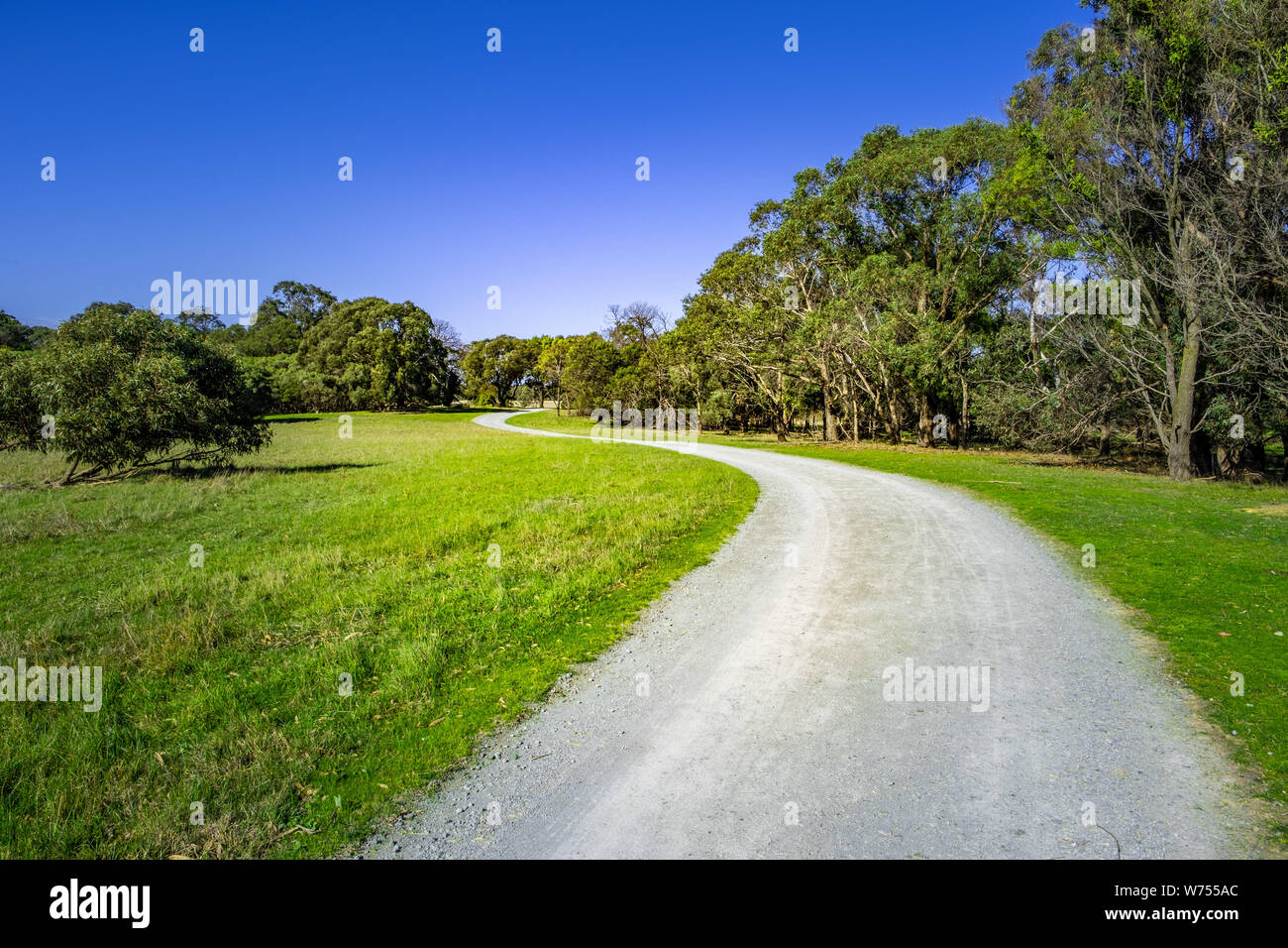 Winding rural road among native Australian trees in bright daylight ...