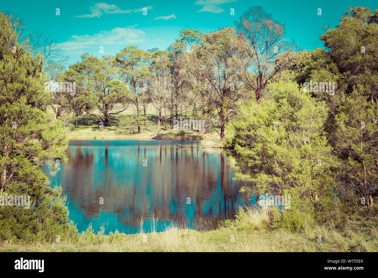 Native Australian bush and trees reflecting in a pond on bright sunny ...