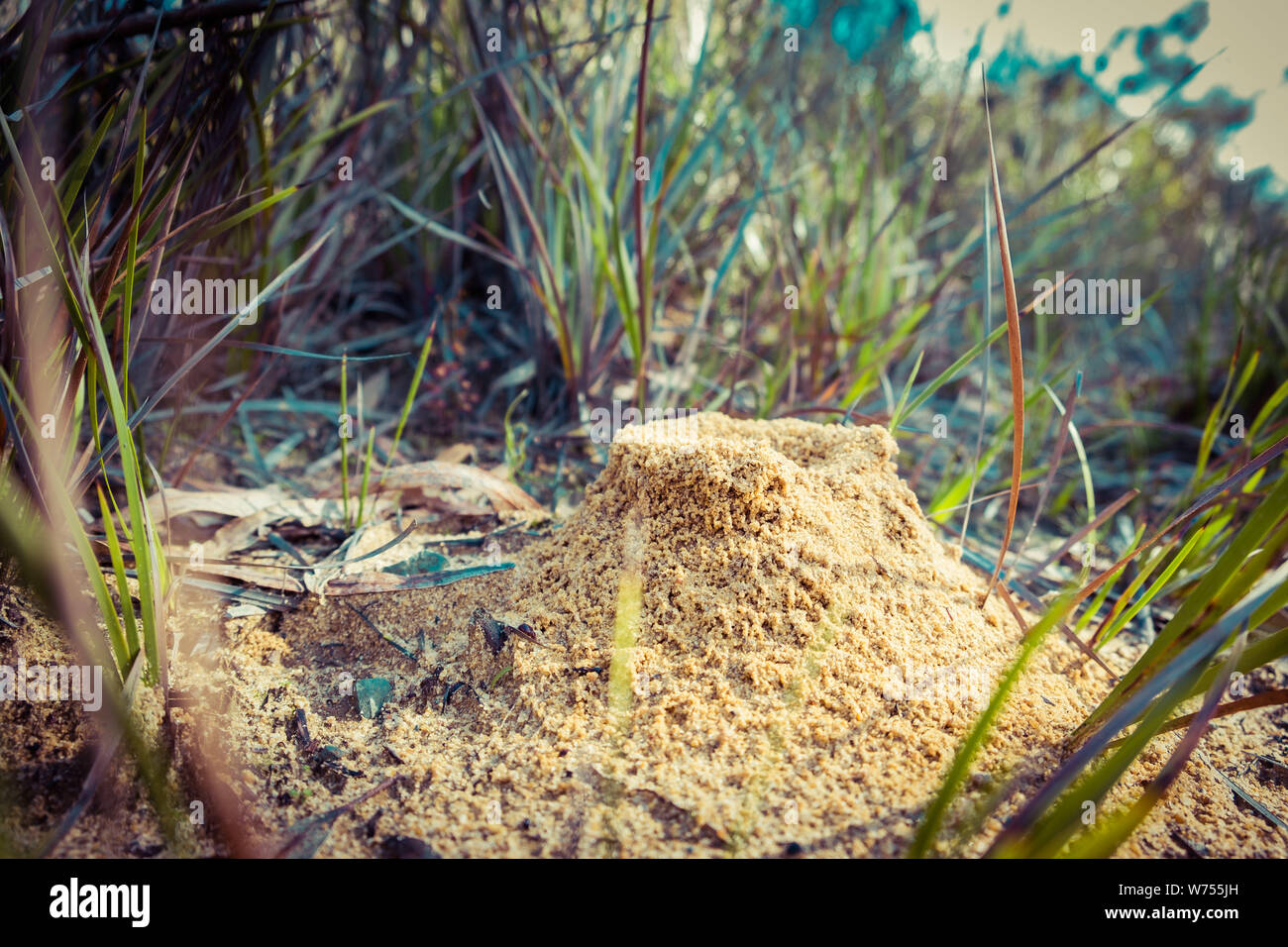 Anthill australia hi-res stock photography and images - Alamy
