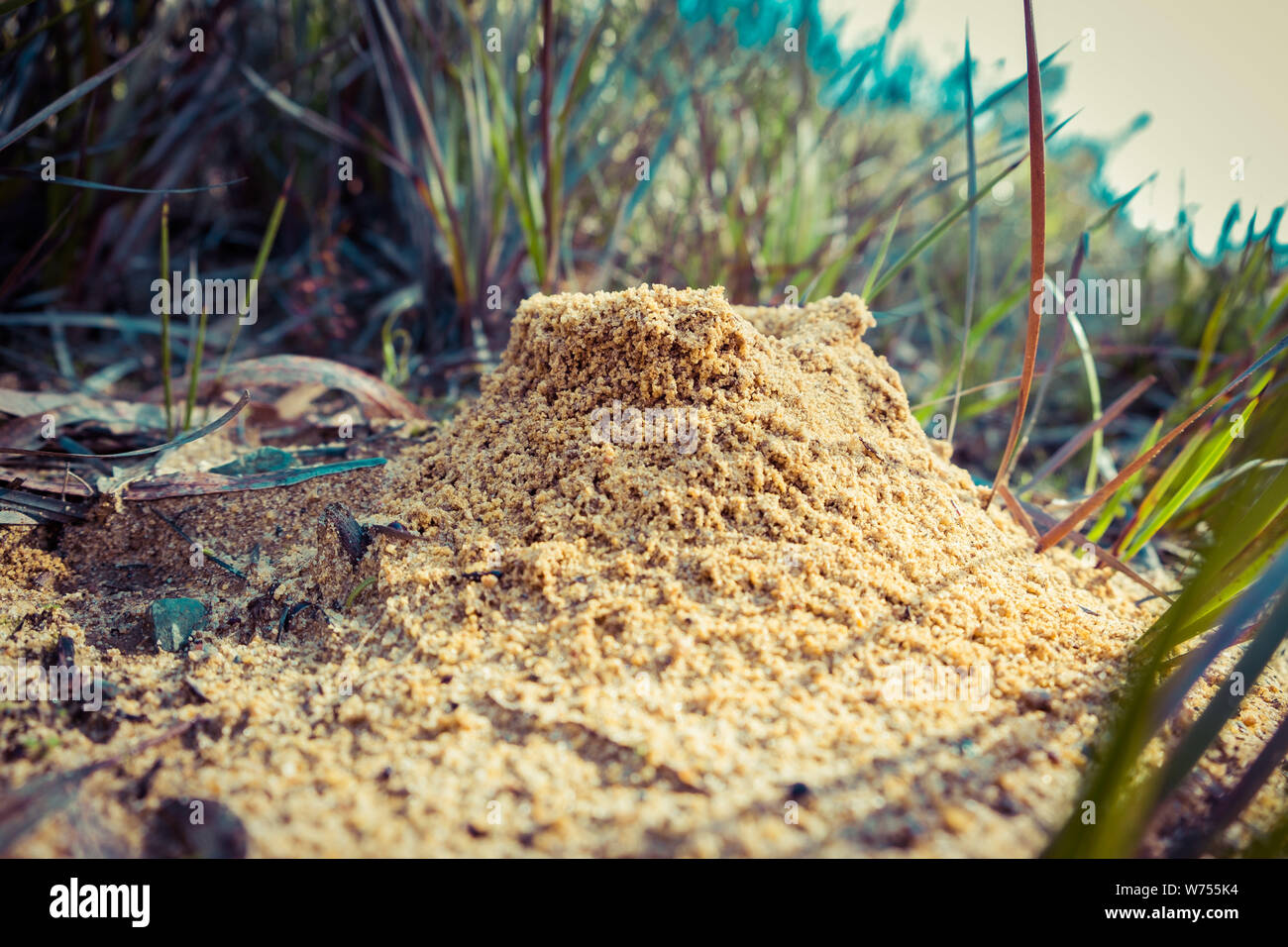 Extreme closeup anthill in Australia with shallow focus Stock Photo - Alamy