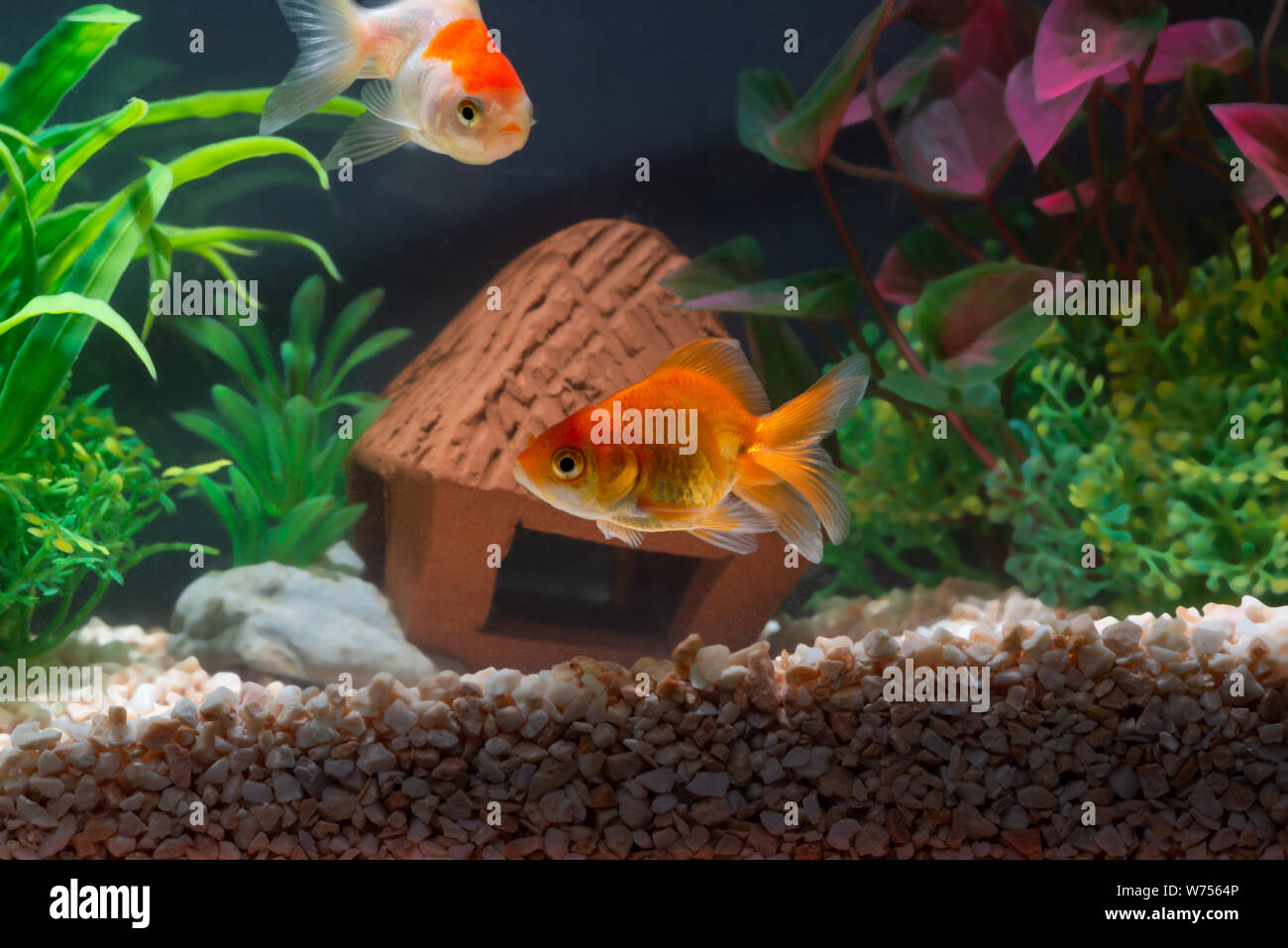 Gold fish or goldfish floating swimming underwater in fresh aquarium ...