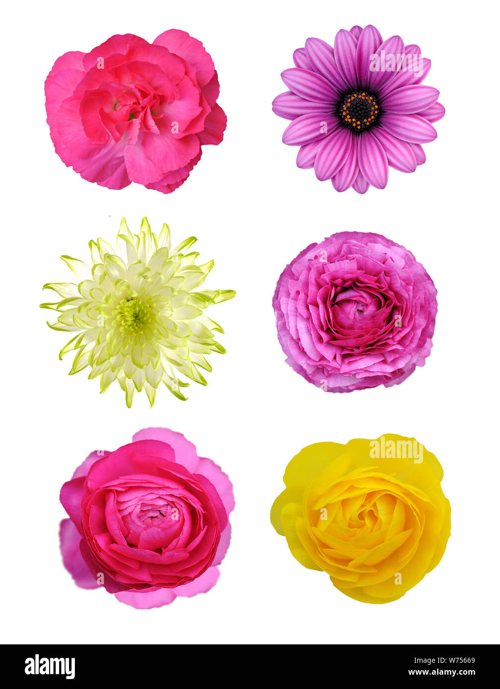 Mix natural flowers pink Cut Out Stock Images & Pictures - Alamy