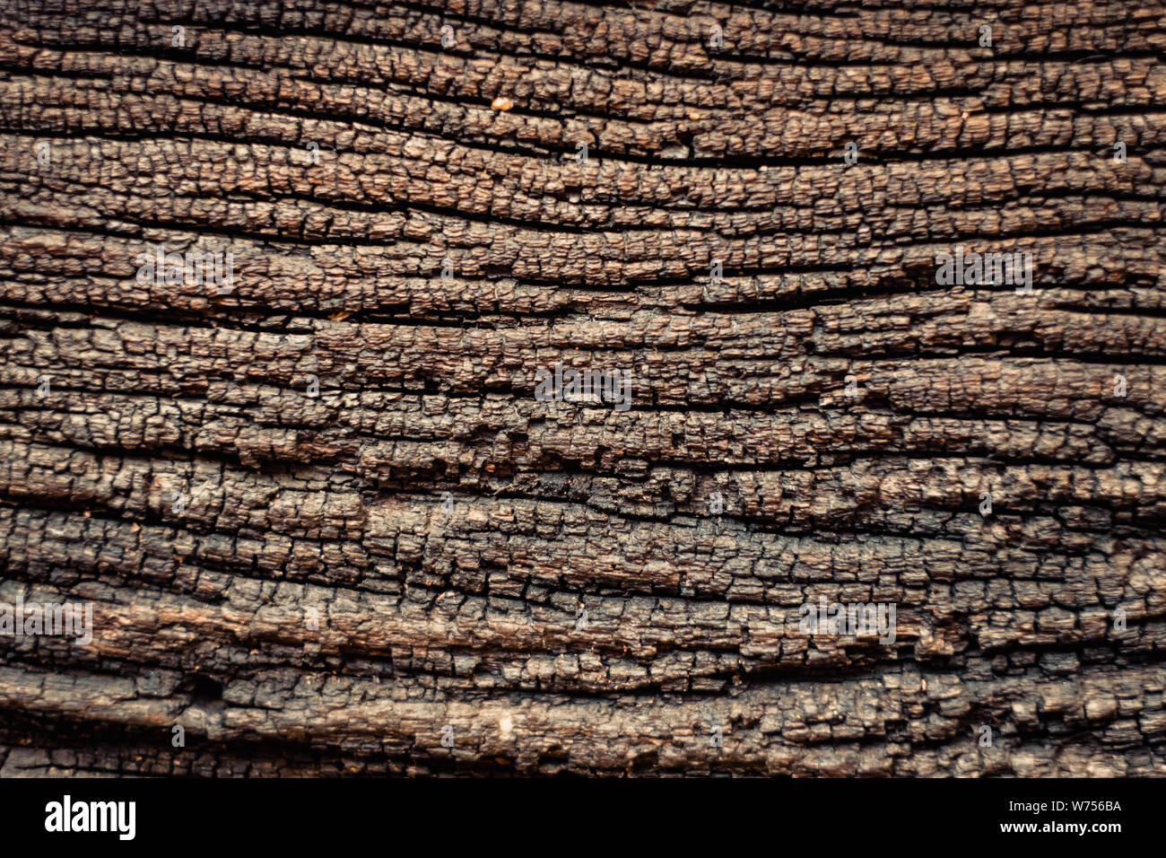 Tree bark texture background. natural surface Stock Photo - Alamy