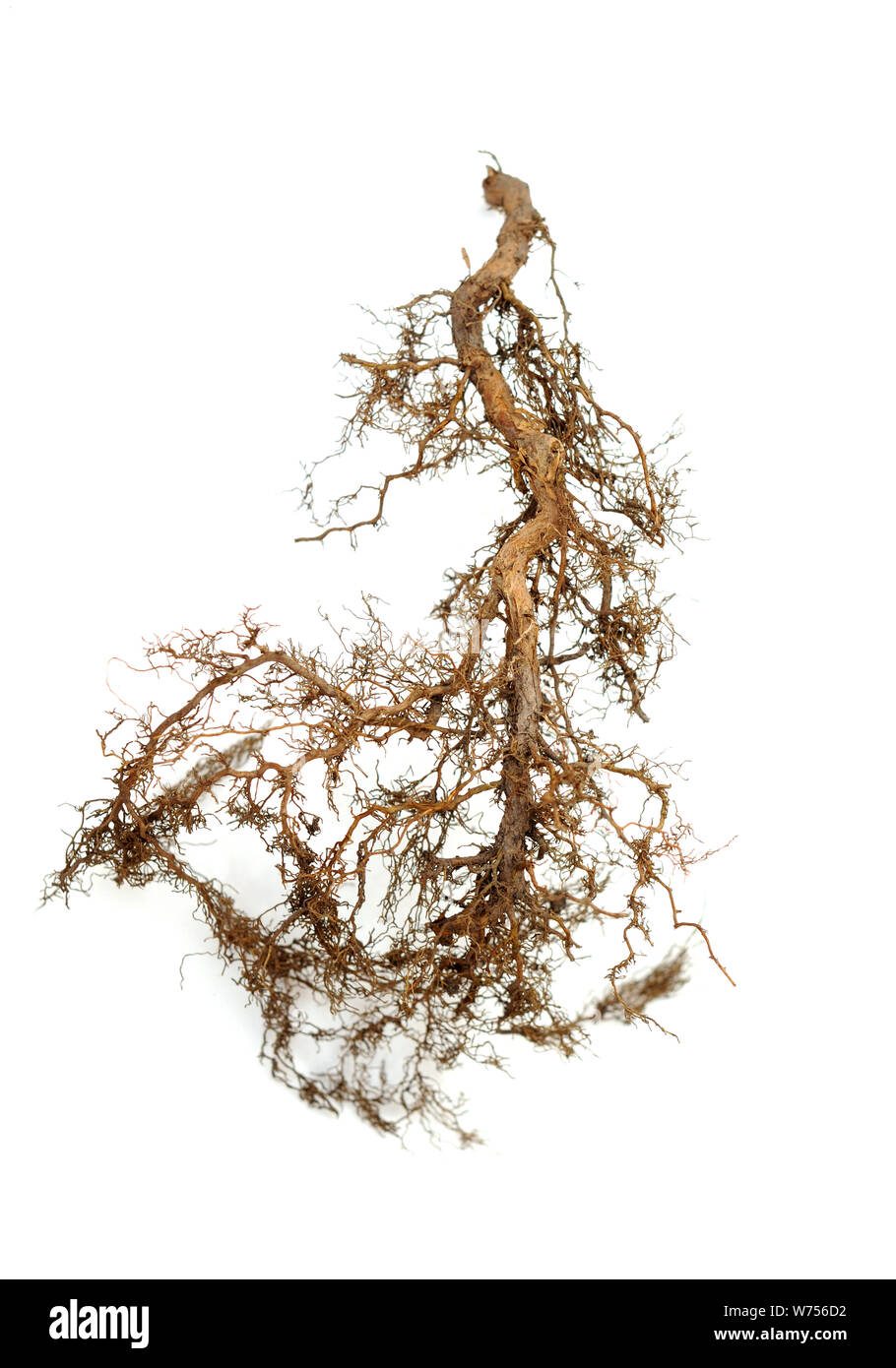 Tree root detail Cut Out Stock Images & Pictures - Alamy