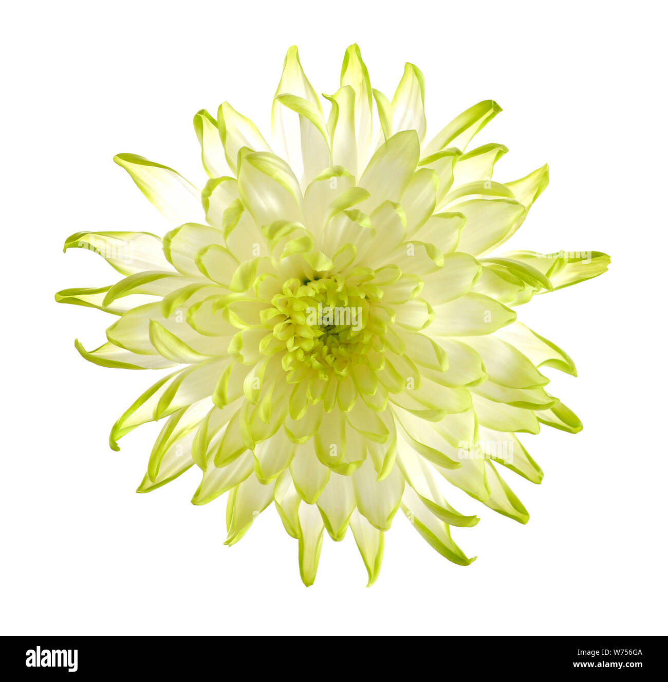 Flower extreme detail Cut Out Stock Images & Pictures - Alamy