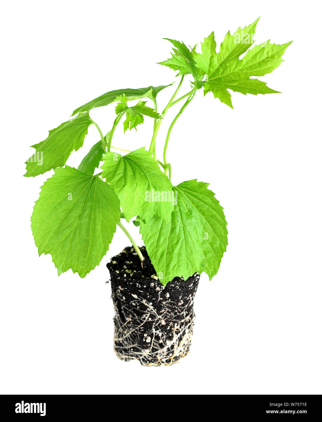 young bitter melon vine isolated on white background (Cucurbitaceae ...