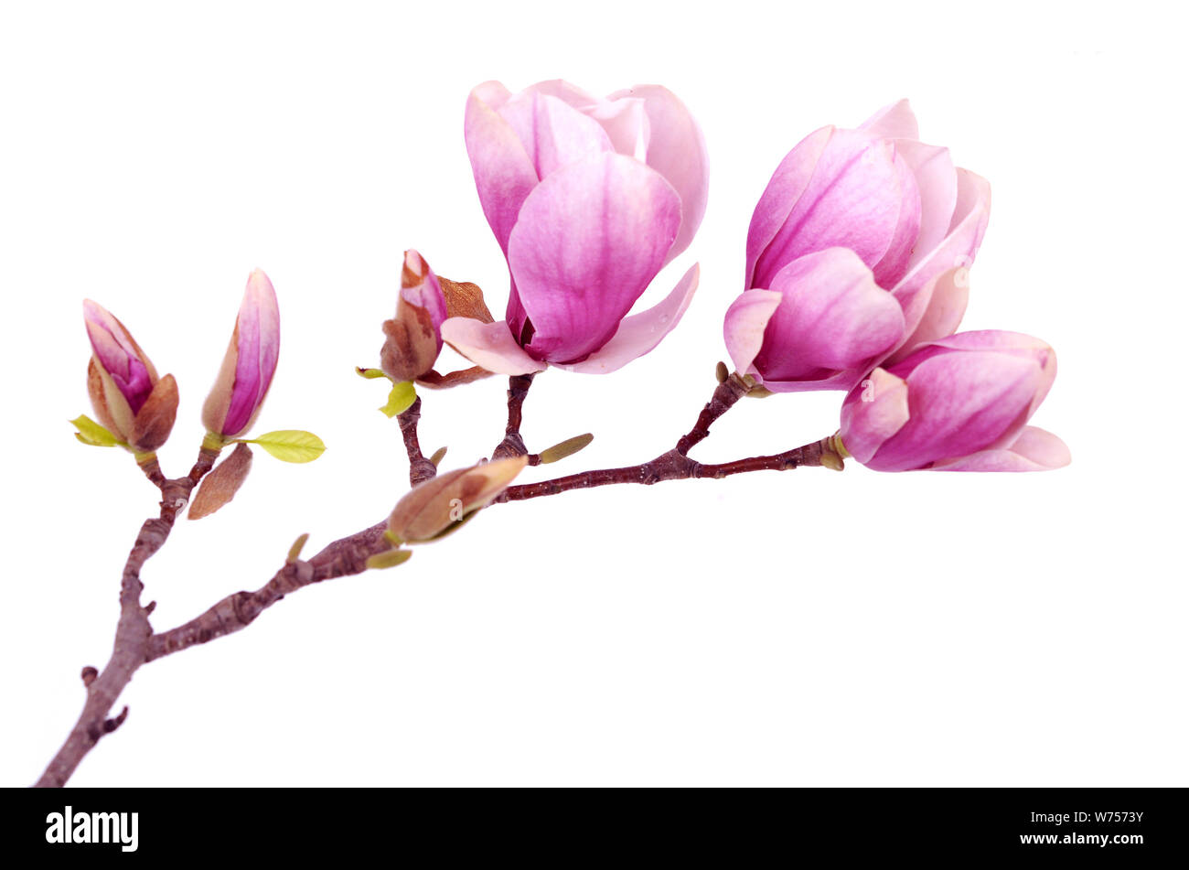 magnolia flower branch isolated on white Stock Photo - Alamy