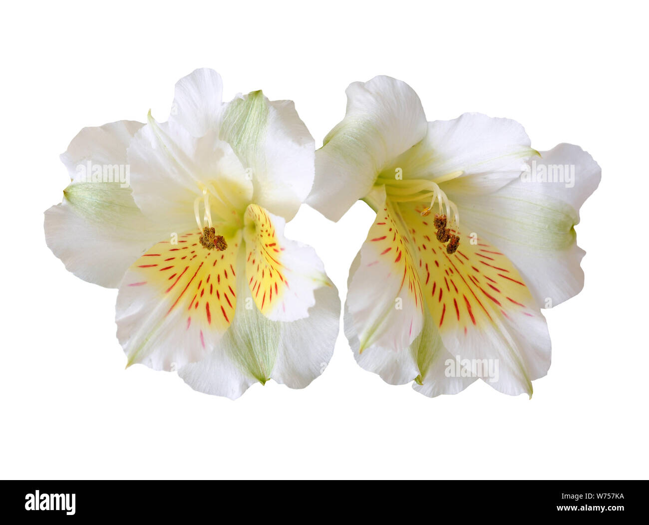 a pair of white alstro flower isolated on white Stock Photo - Alamy
