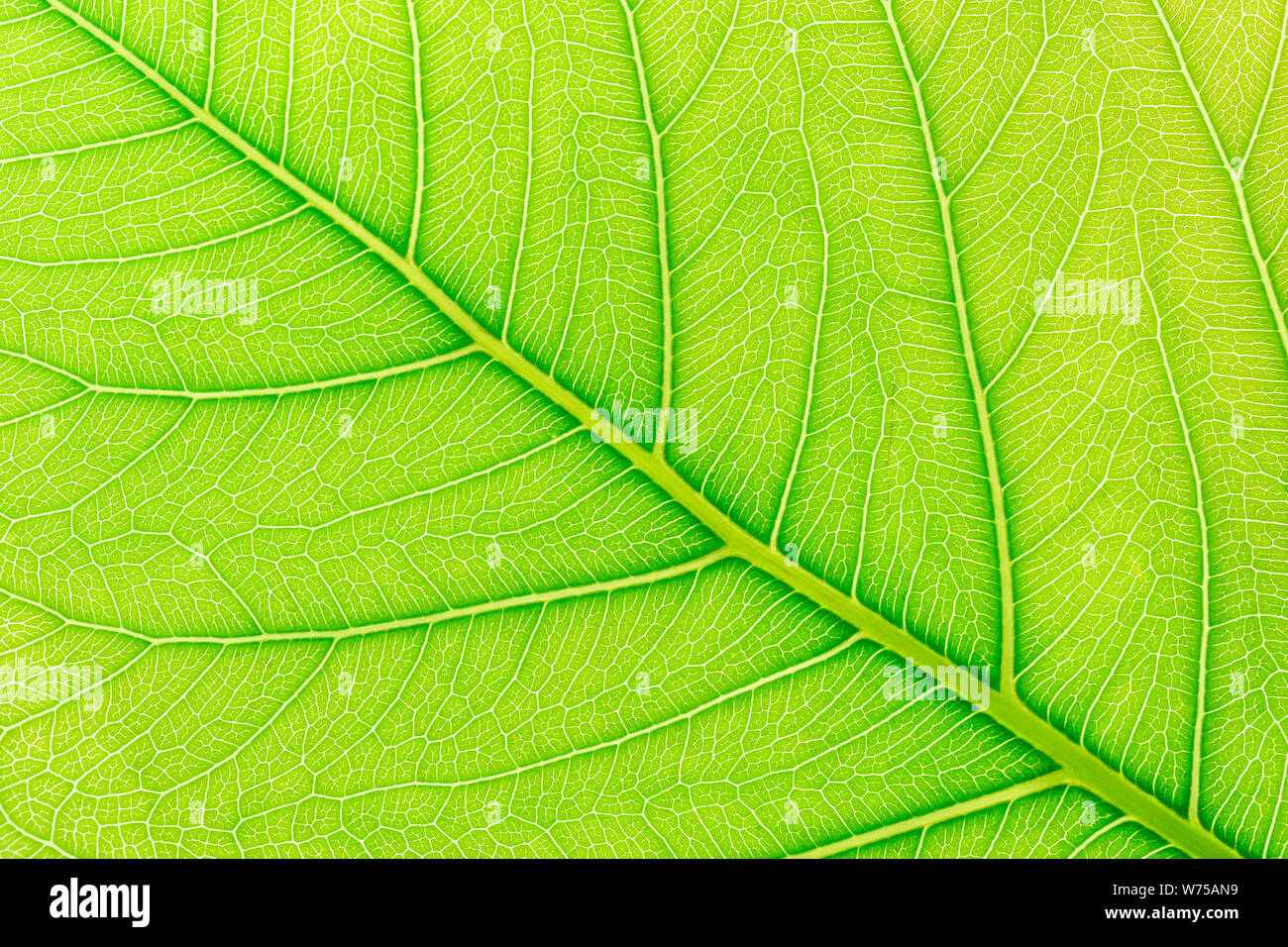 Green leaf pattern texture background with light behind for website ...