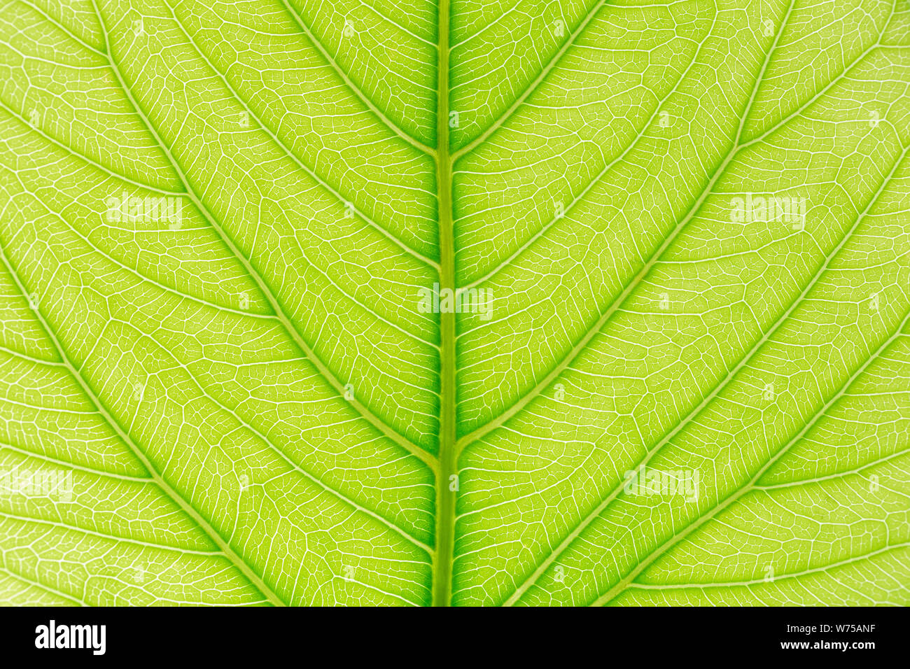 Green leaf pattern texture background with light behind for website ...