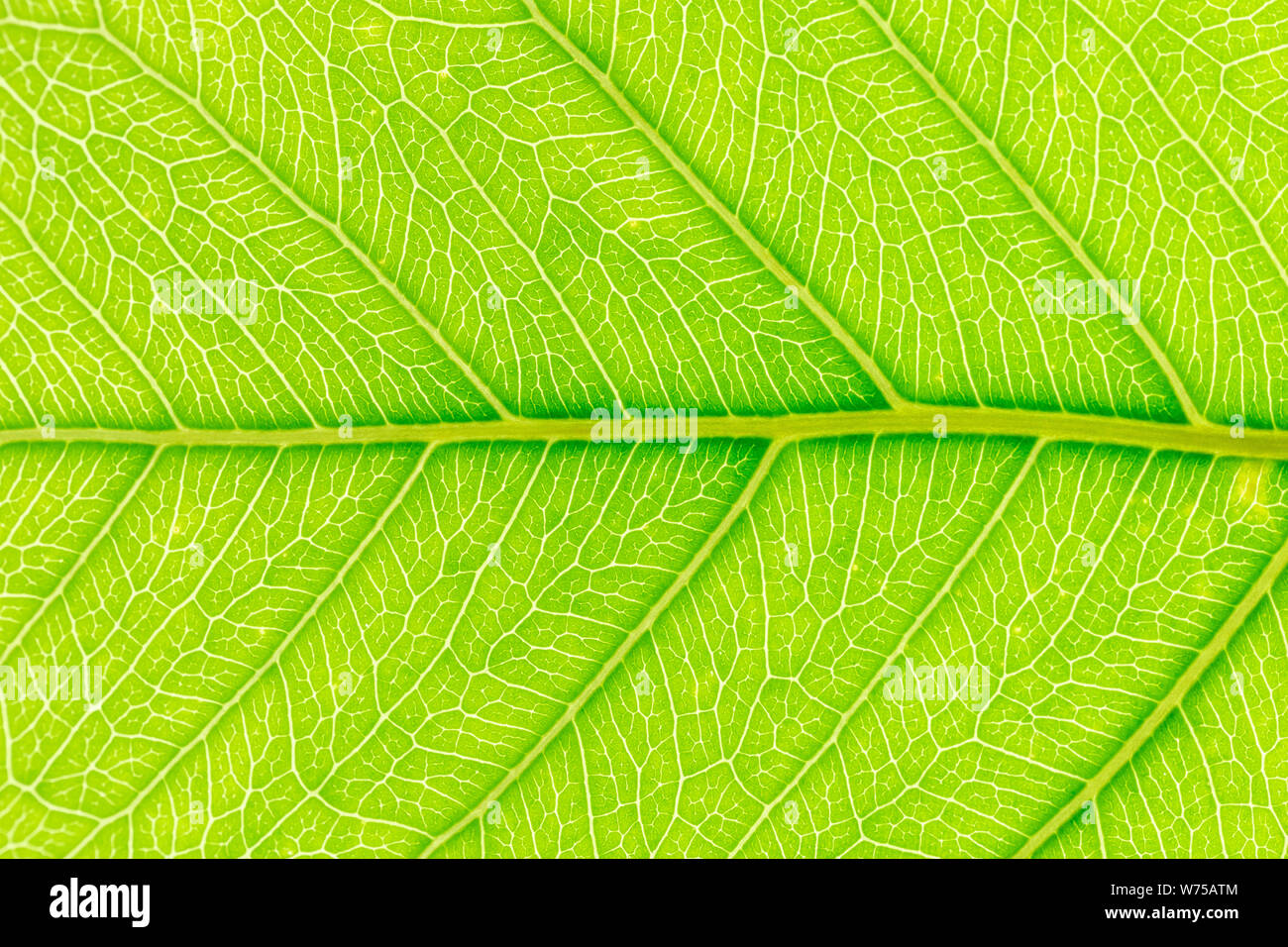 Green leaf pattern texture background with light behind for website ...
