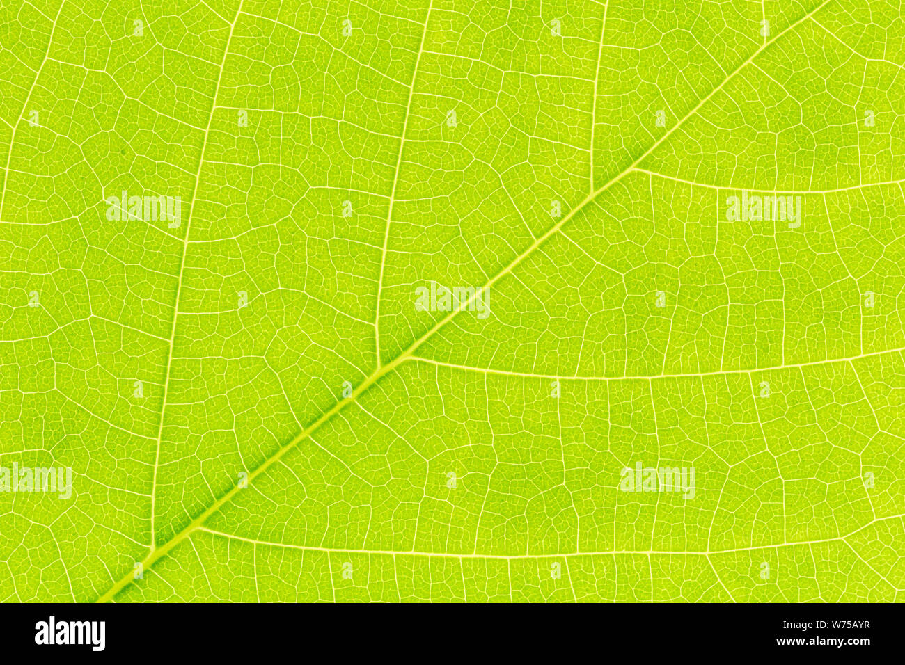 Green leaf pattern texture background with light behind for website ...