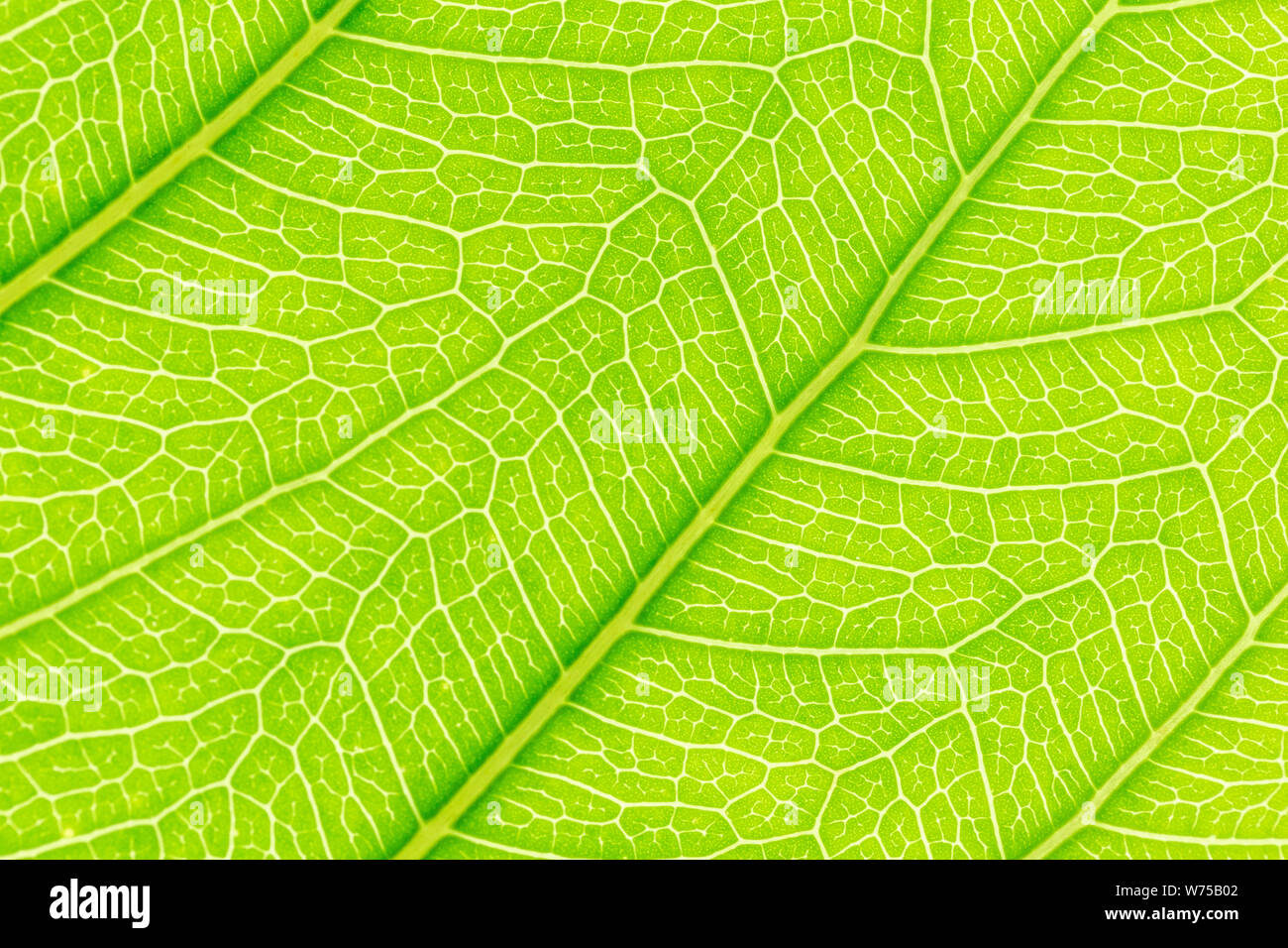 Green leaf pattern texture background with light behind for website ...