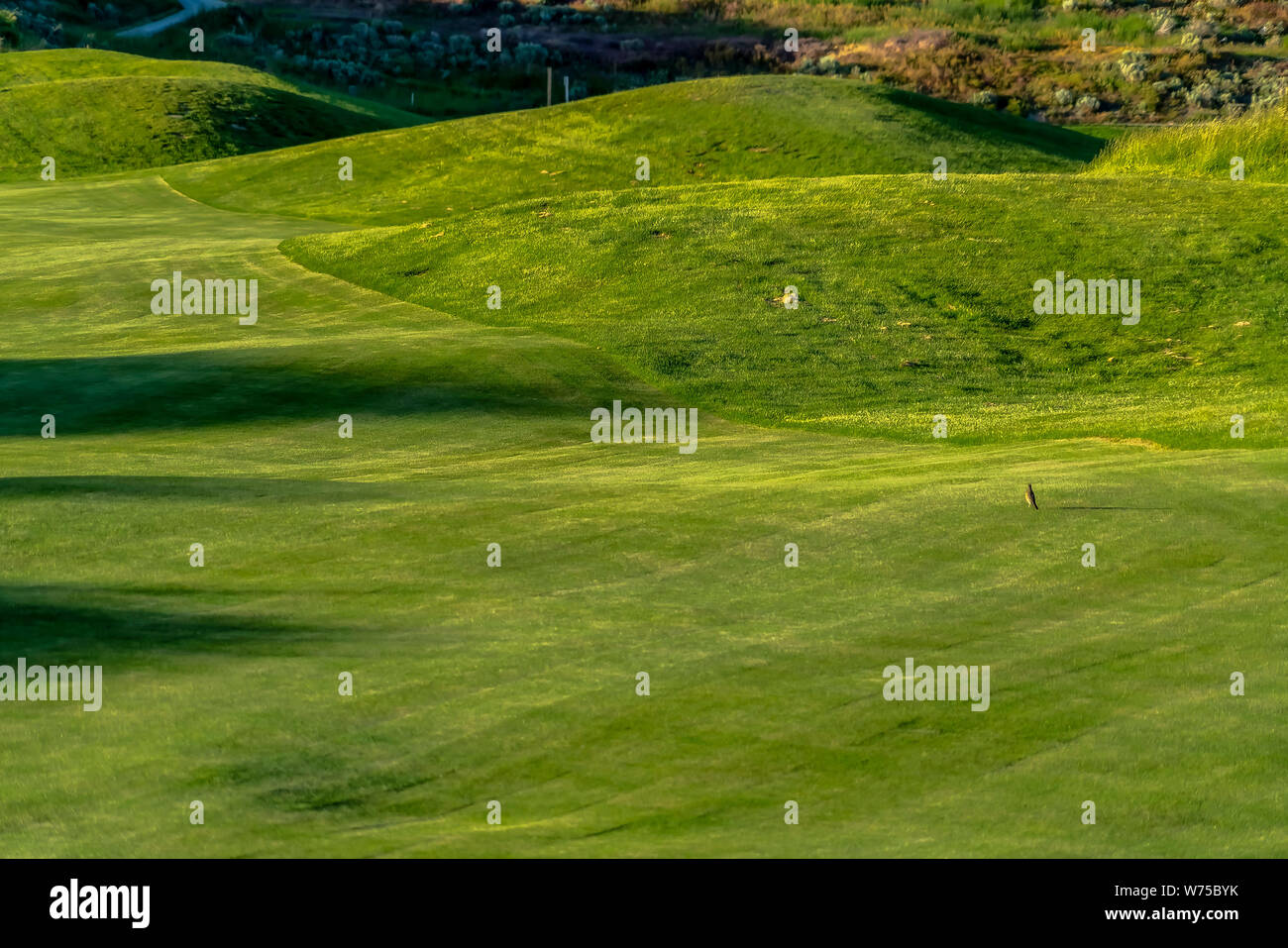 Vast terrain covered with short and vibrant green grasses viewed on a ...