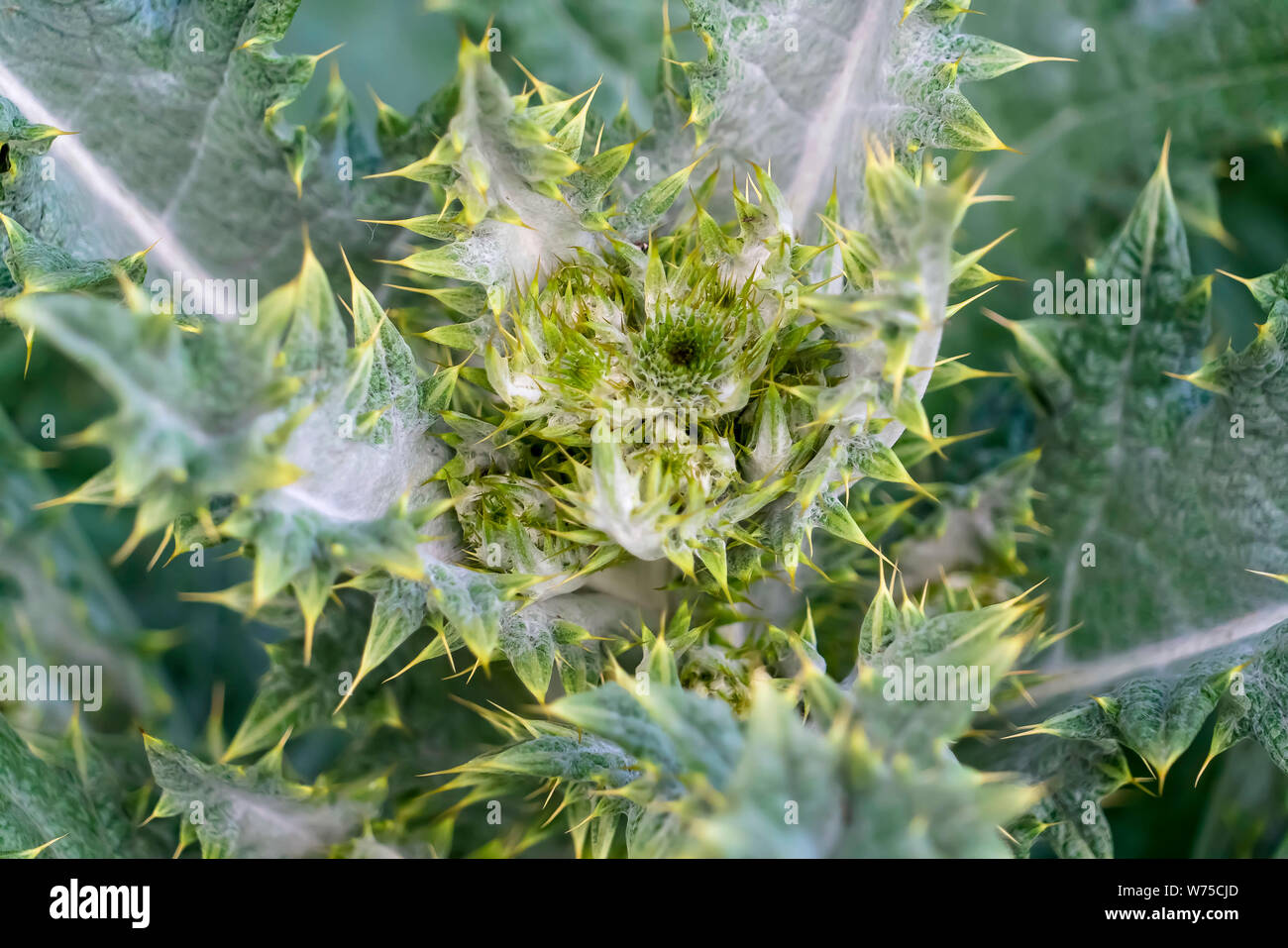 Sharp edges plant hi-res stock photography and images - Alamy
