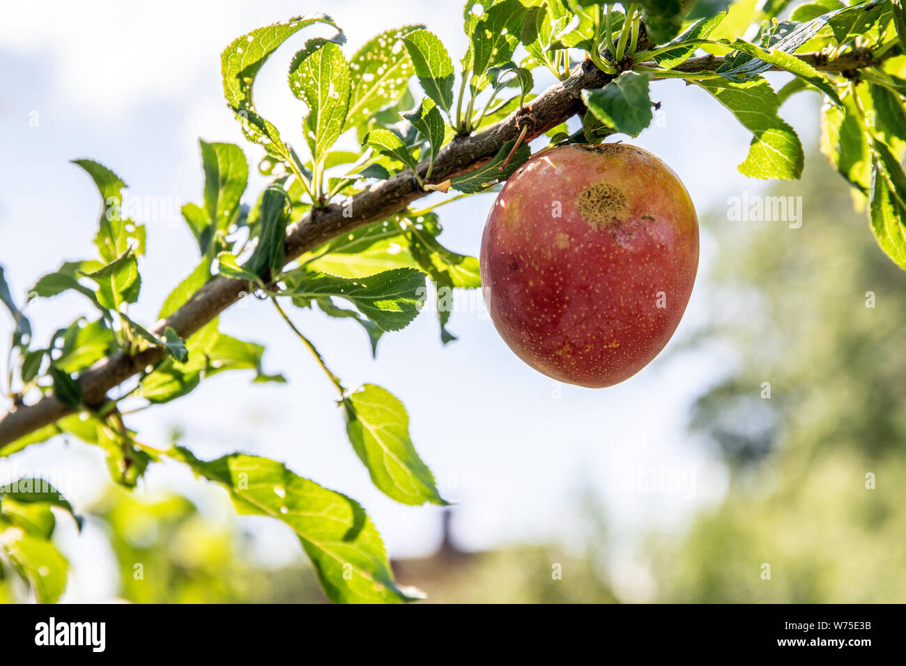 Plum tree with big red plum at daytime Stock Photo - Alamy